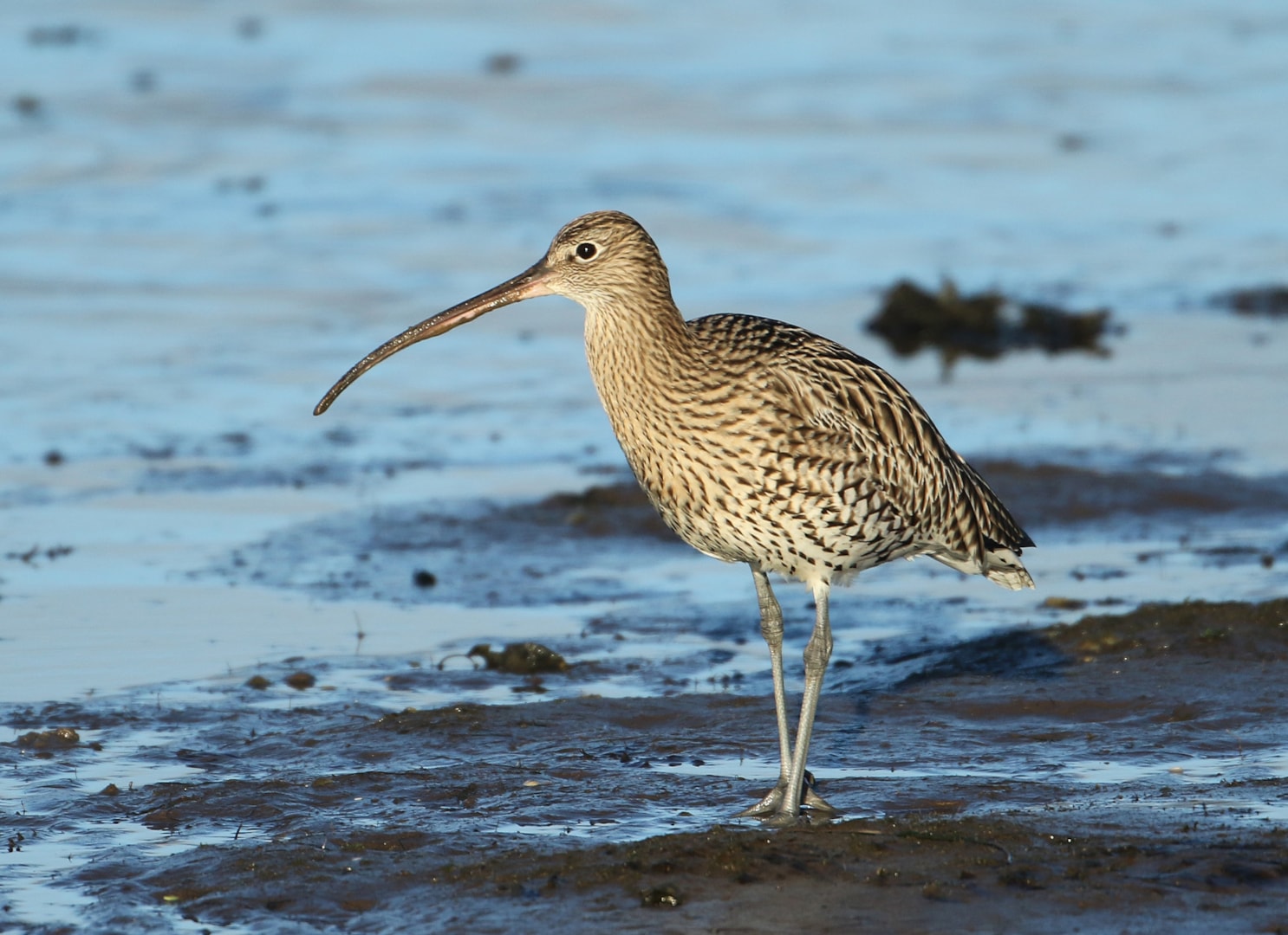 Eurasian Curlew by Jon Mercer - BirdGuides