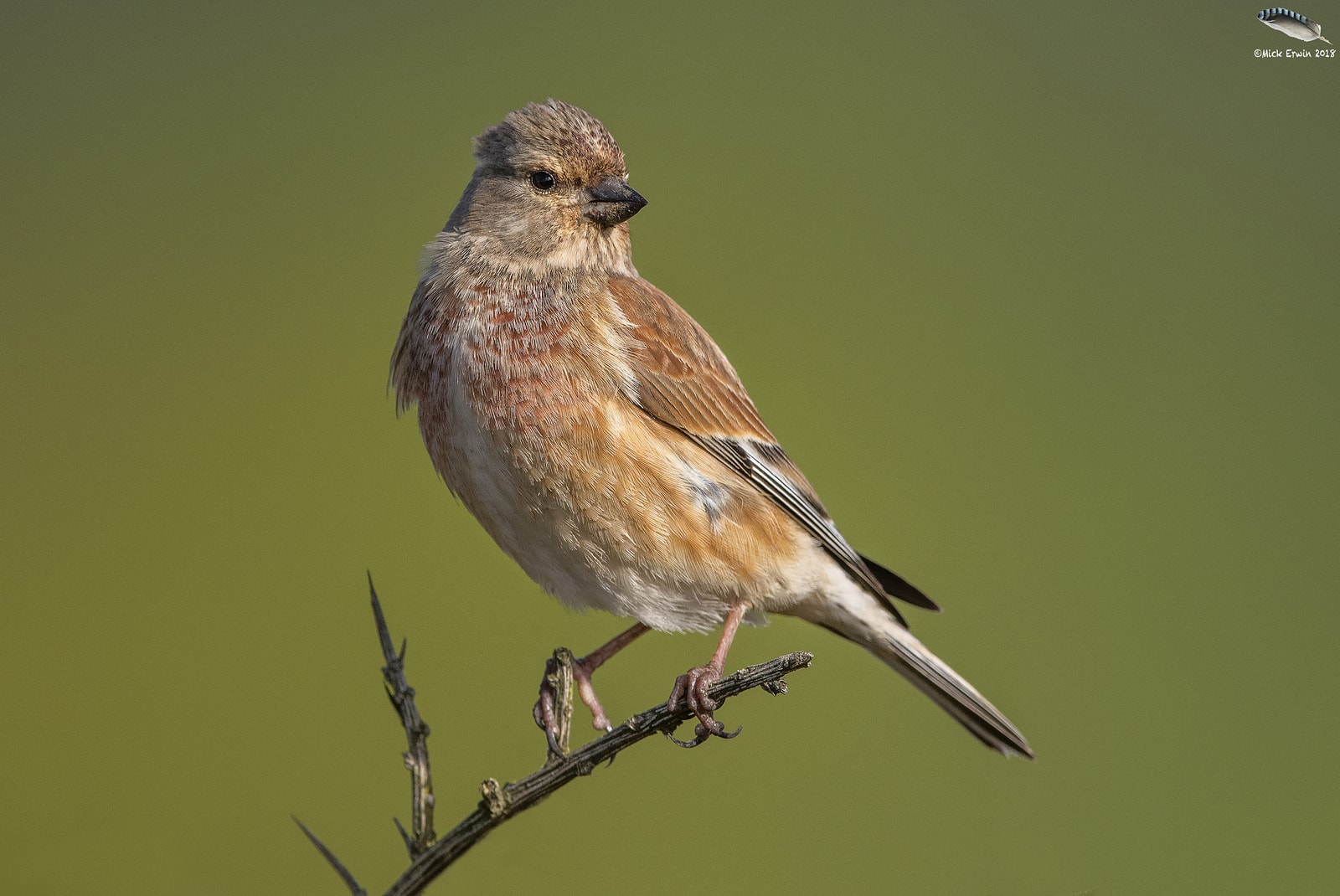 Common Linnet by Michael Erwin - BirdGuides
