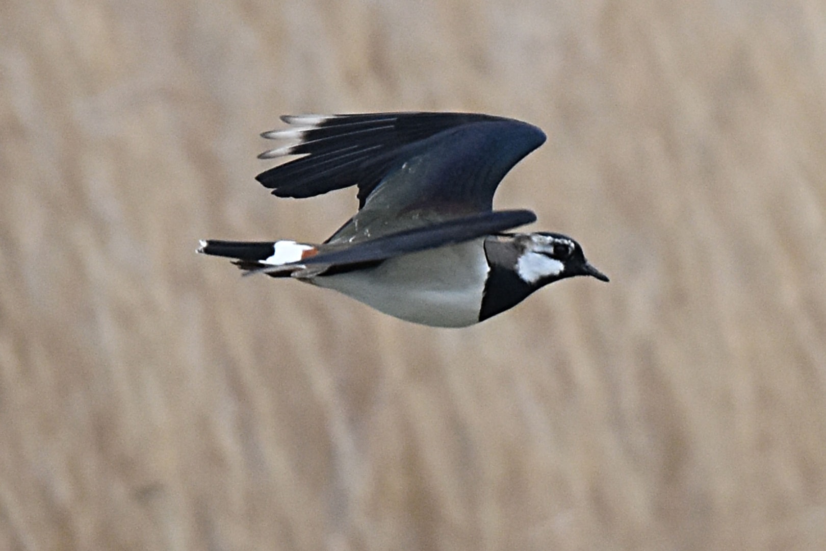 Northern Lapwing by Fausto Riccioni - BirdGuides