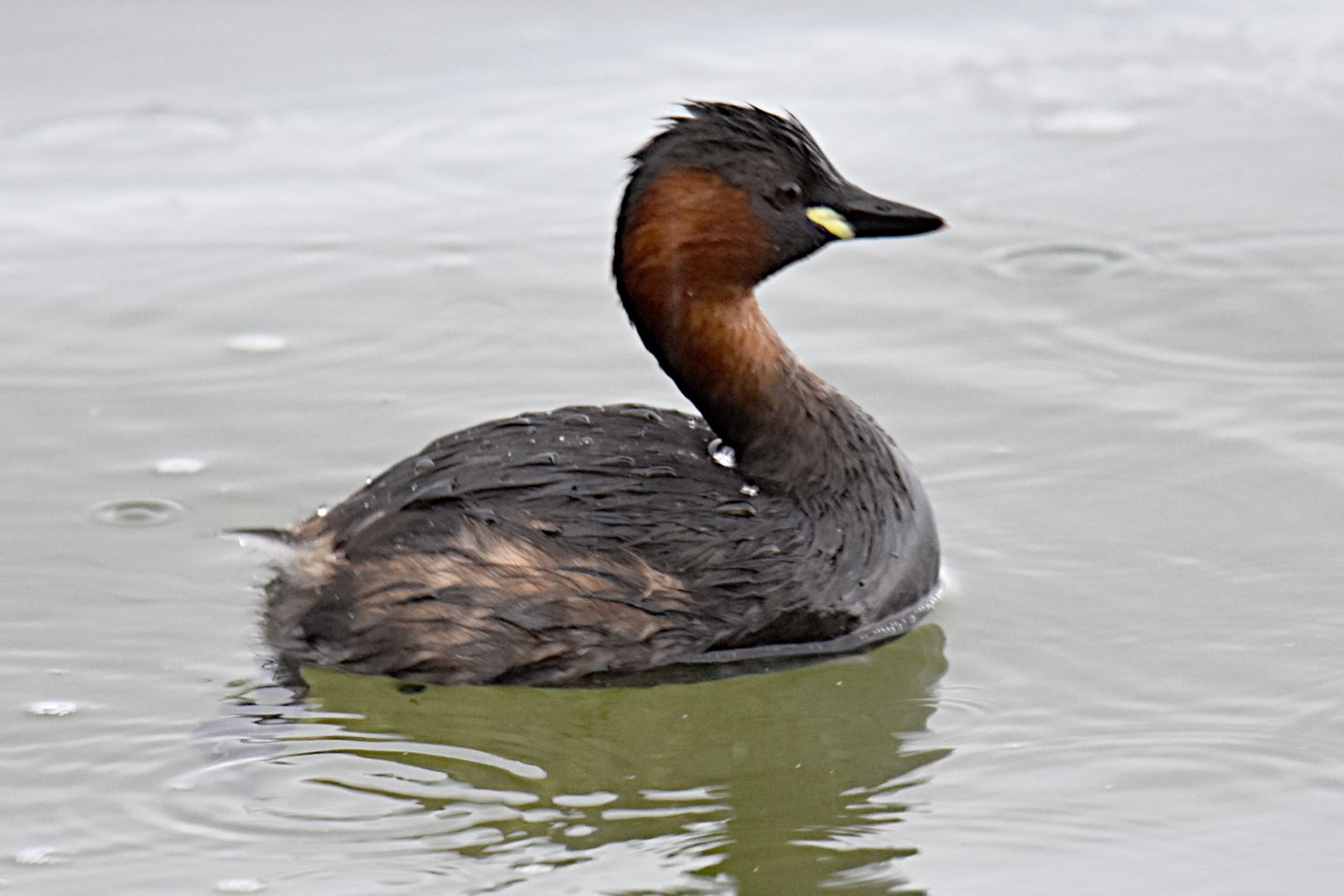 Little Grebe by Fausto Riccioni - BirdGuides