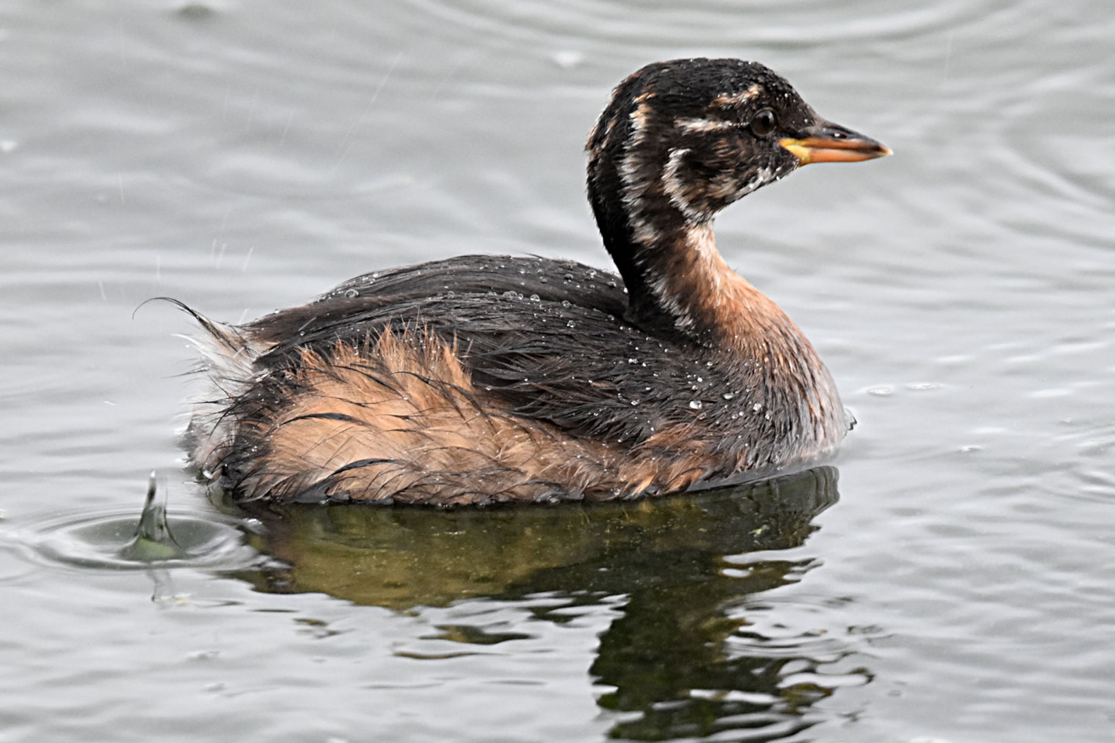 Little Grebe by Fausto Riccioni - BirdGuides