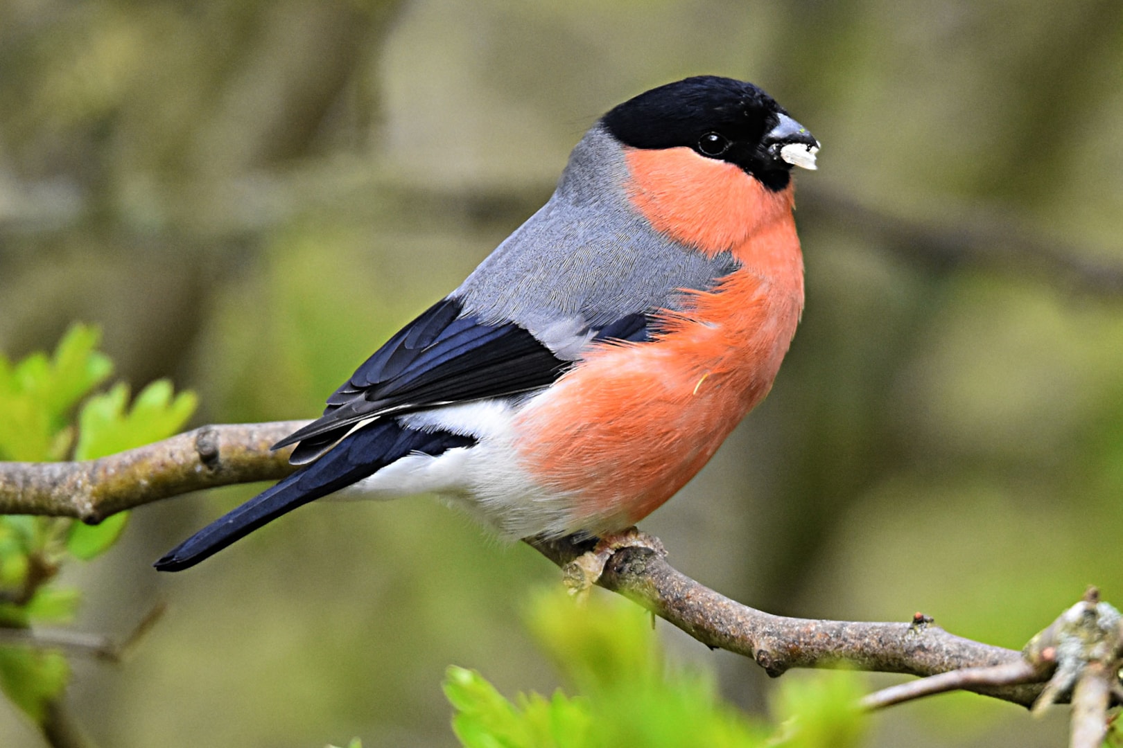Eurasian Bullfinch by Fausto Riccioni - BirdGuides