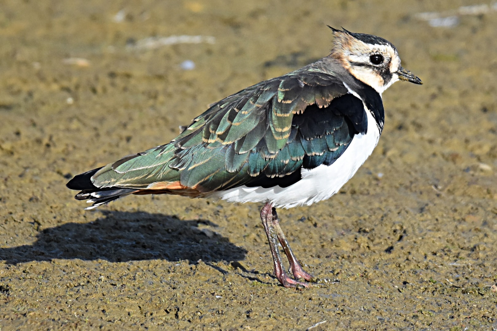 Northern Lapwing by Fausto Riccioni - BirdGuides