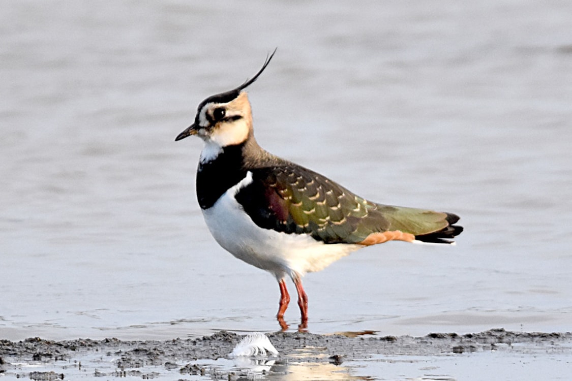 Northern Lapwing by Fausto Riccioni - BirdGuides