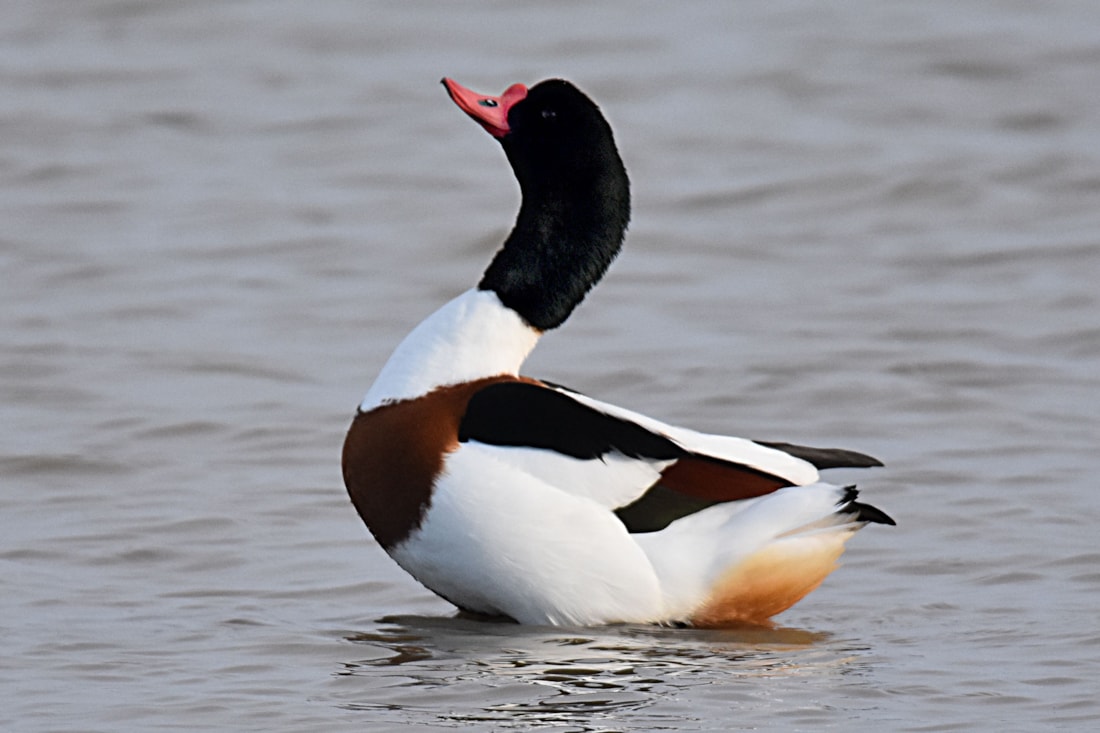 Common Shelduck by Fausto Riccioni - BirdGuides
