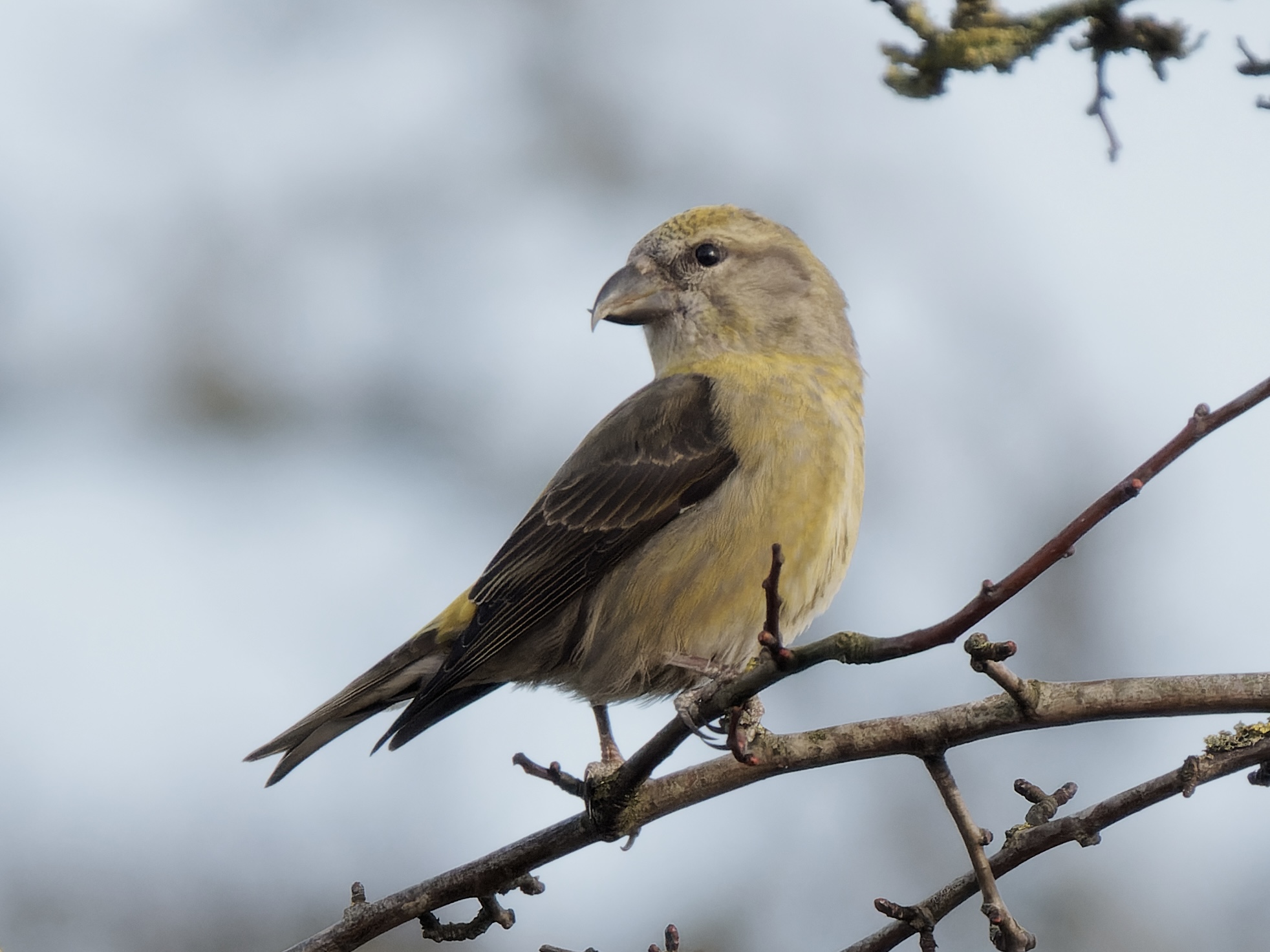 Crossbill calls change with time - BirdGuides