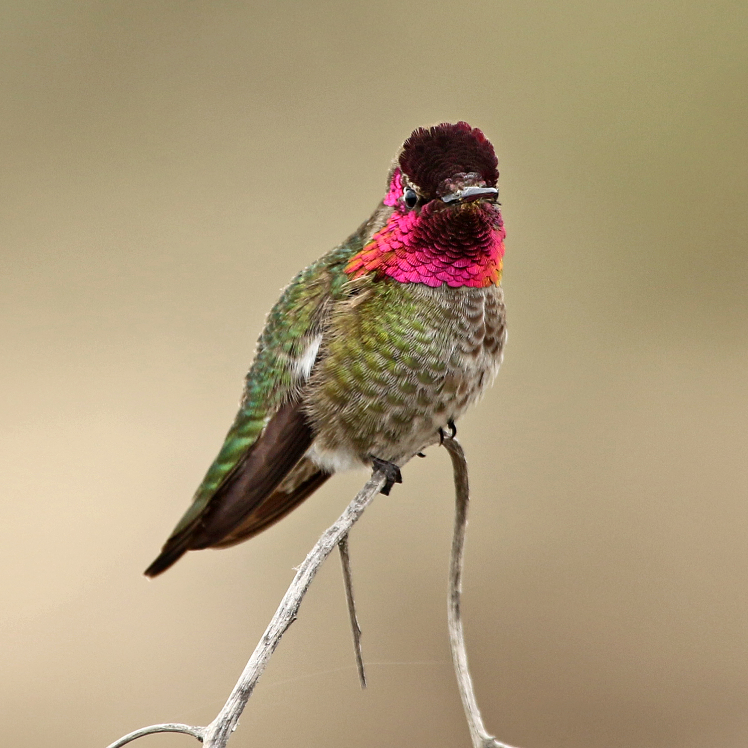 Details : Anna's Hummingbird - BirdGuides