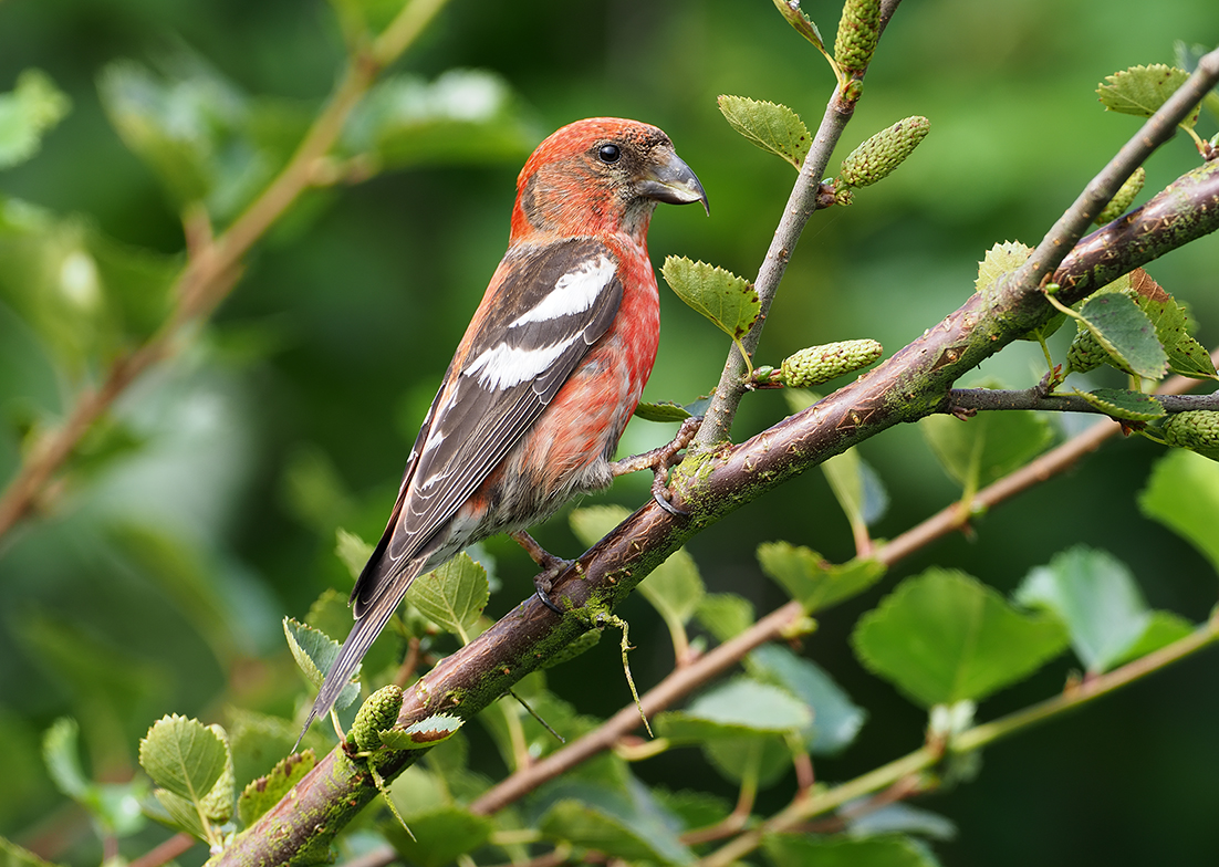 Details : Two-barred Crossbill - BirdGuides