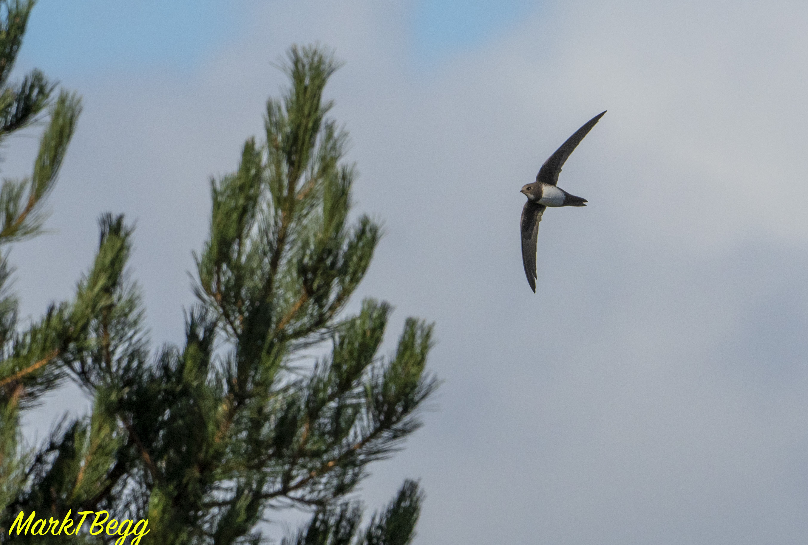 Alpine Swift by Mark Begg - BirdGuides