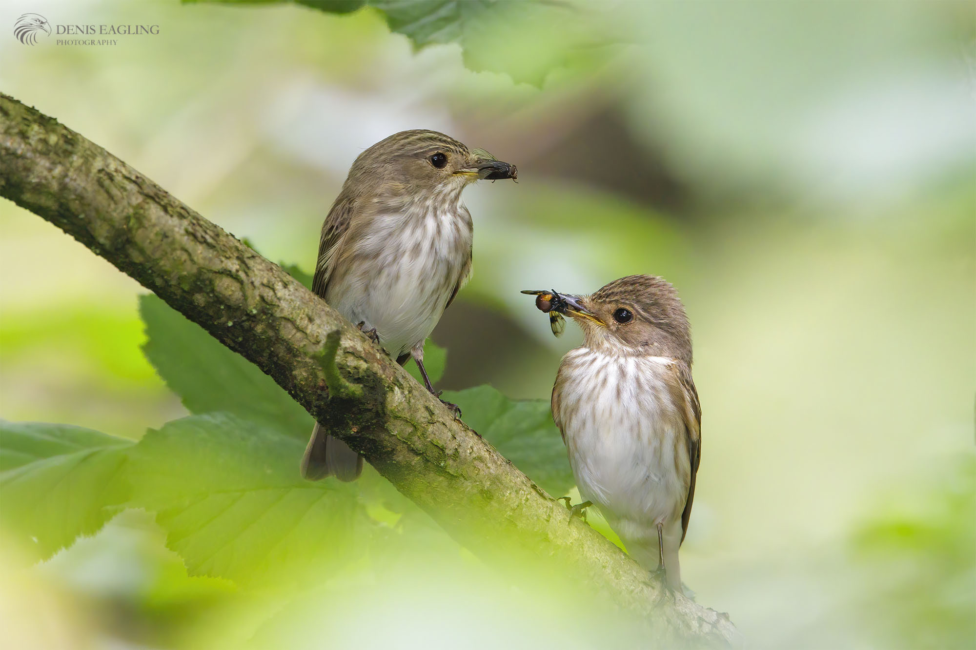 Spotted Flycatcher by Denis Eagling - BirdGuides
