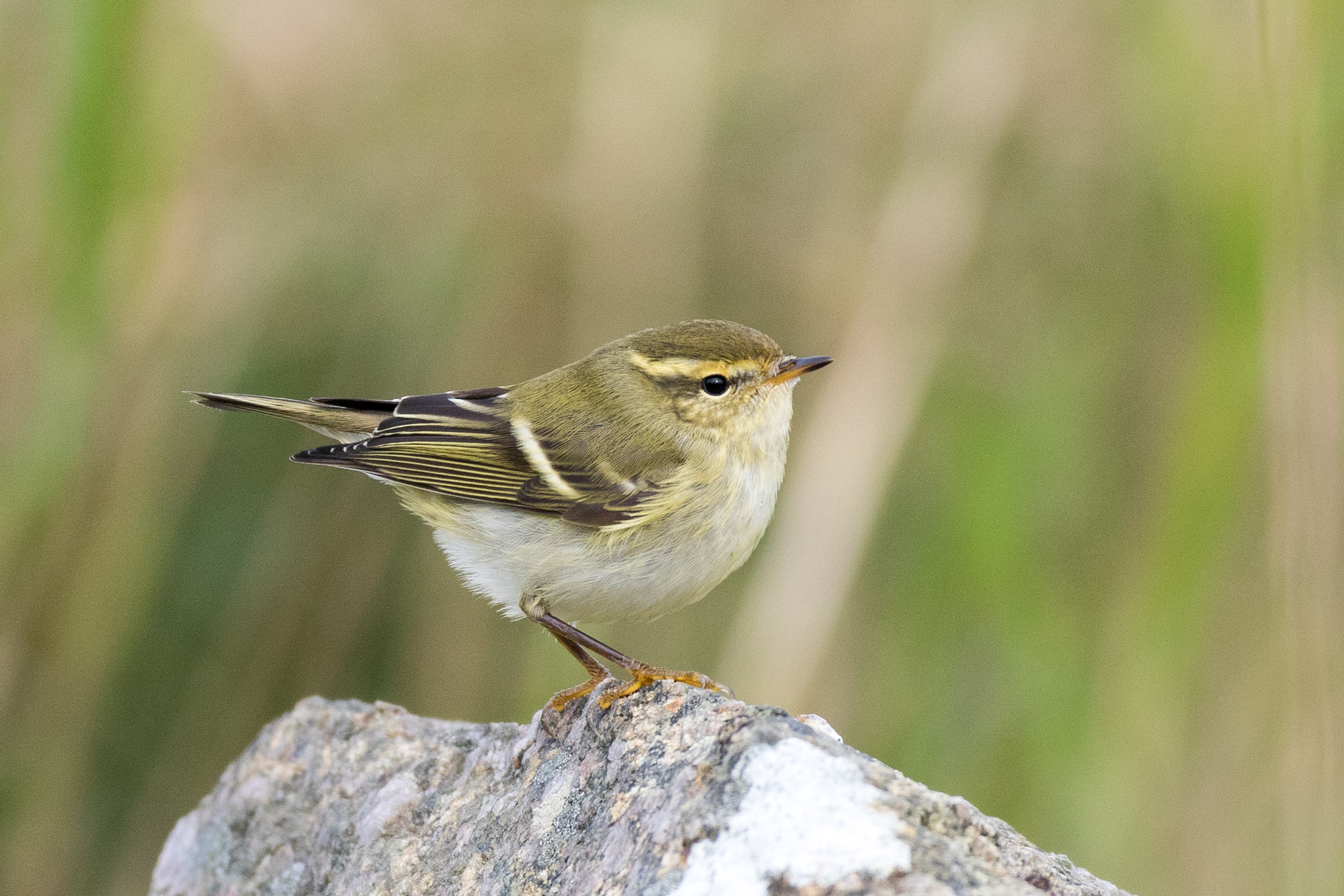 Details : Yellow-browed Warbler - BirdGuides