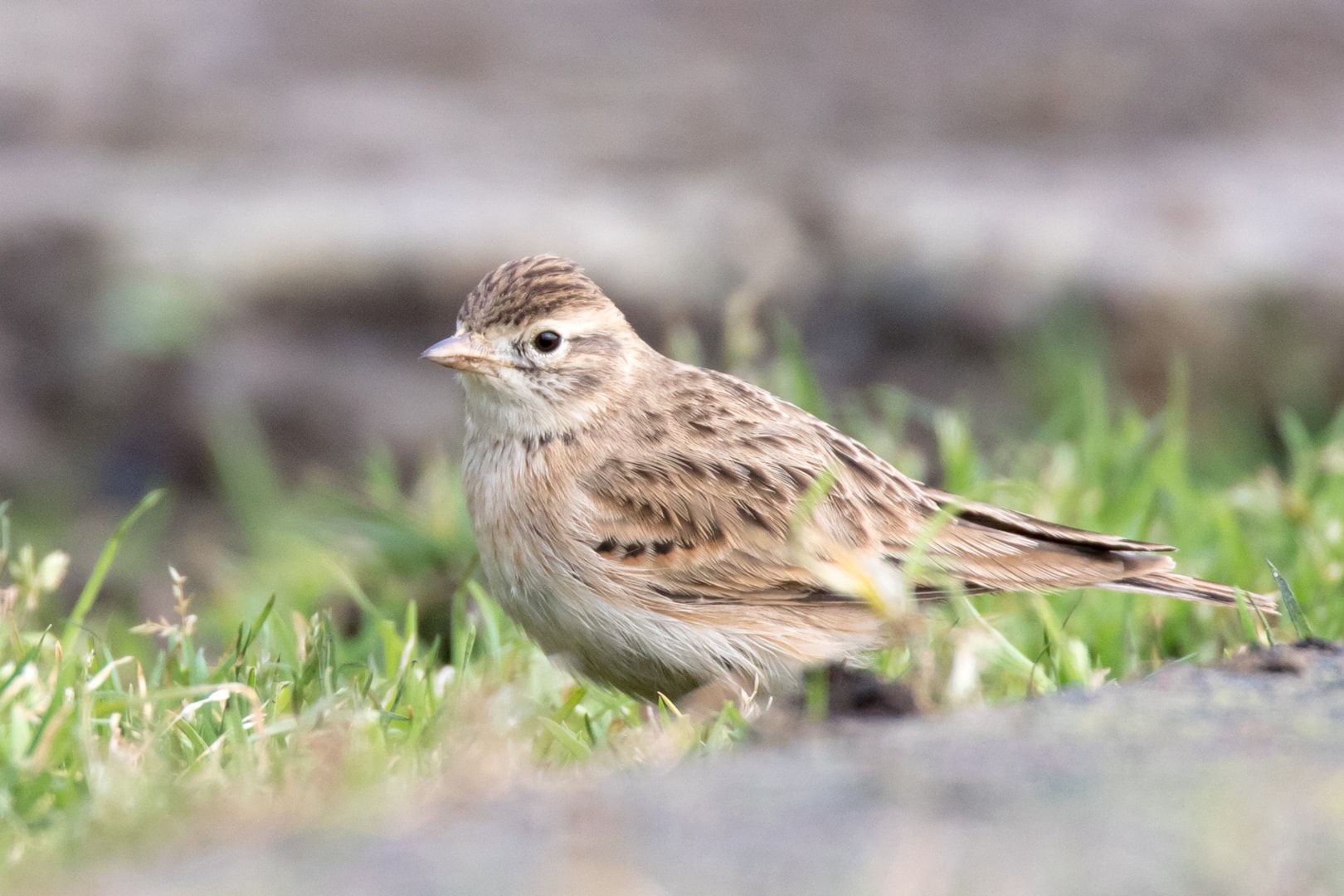 Greater Short-toed Lark by Mick Kemp - BirdGuides