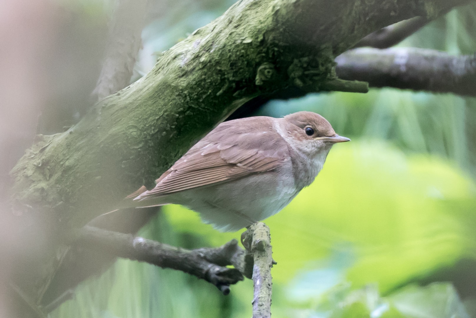 Thrush Nightingale by Mick Kemp - BirdGuides