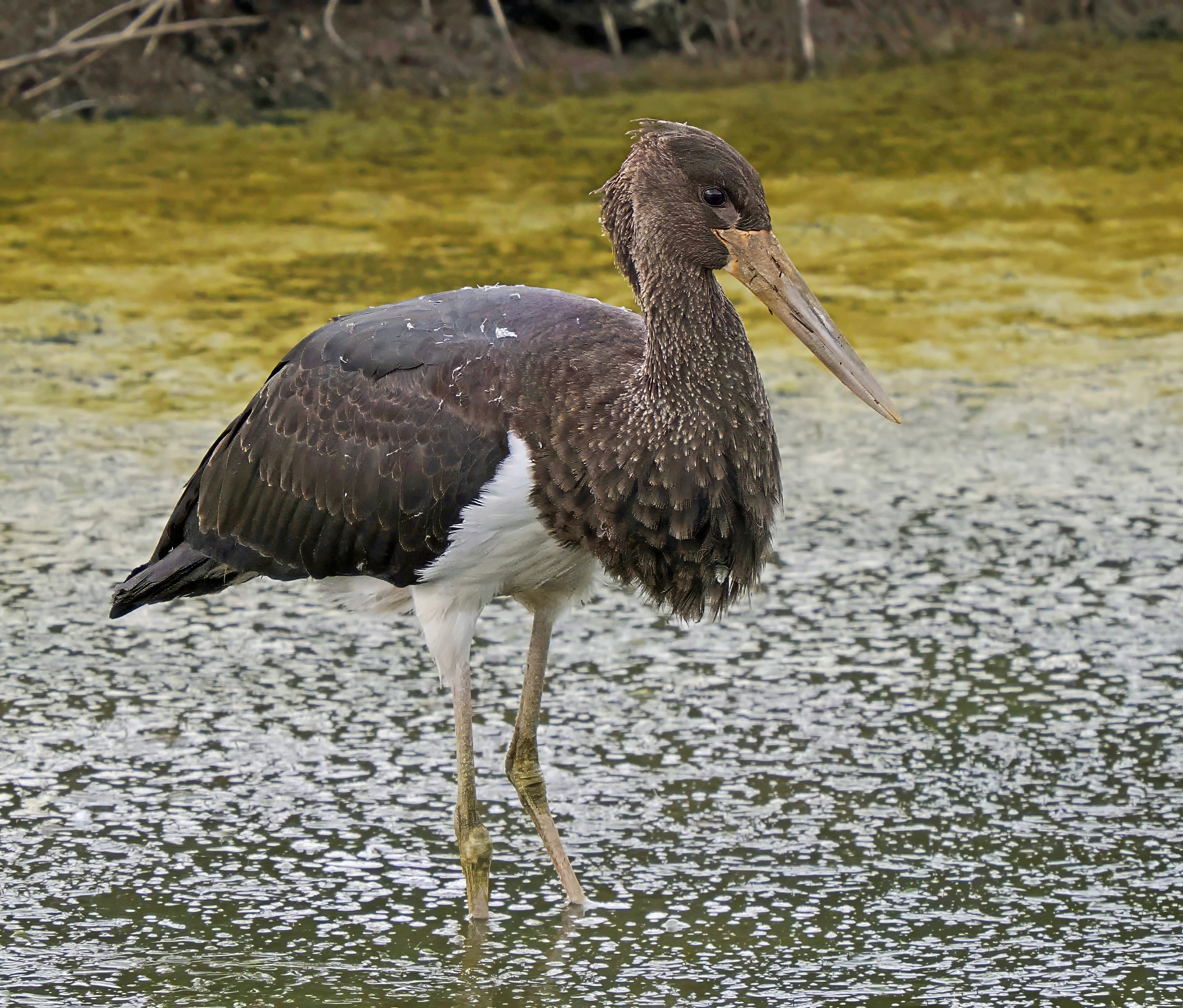 Black Stork by Mark Joy - BirdGuides