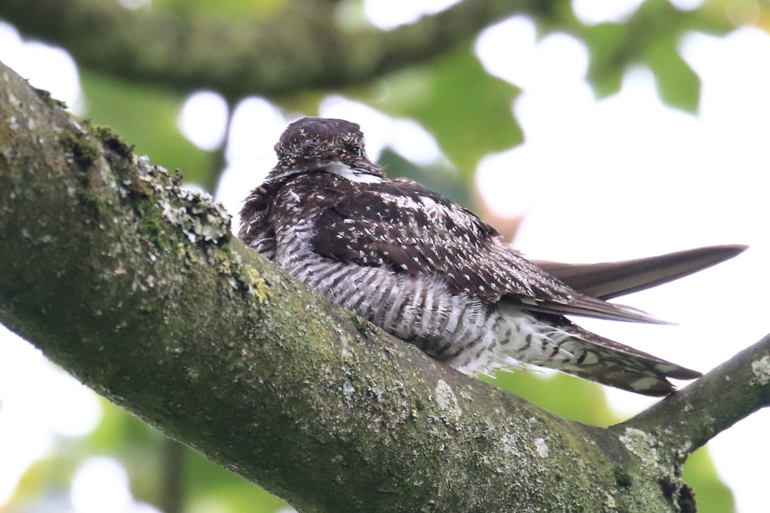 Common Nighthawk by Ronald Surgenor - BirdGuides