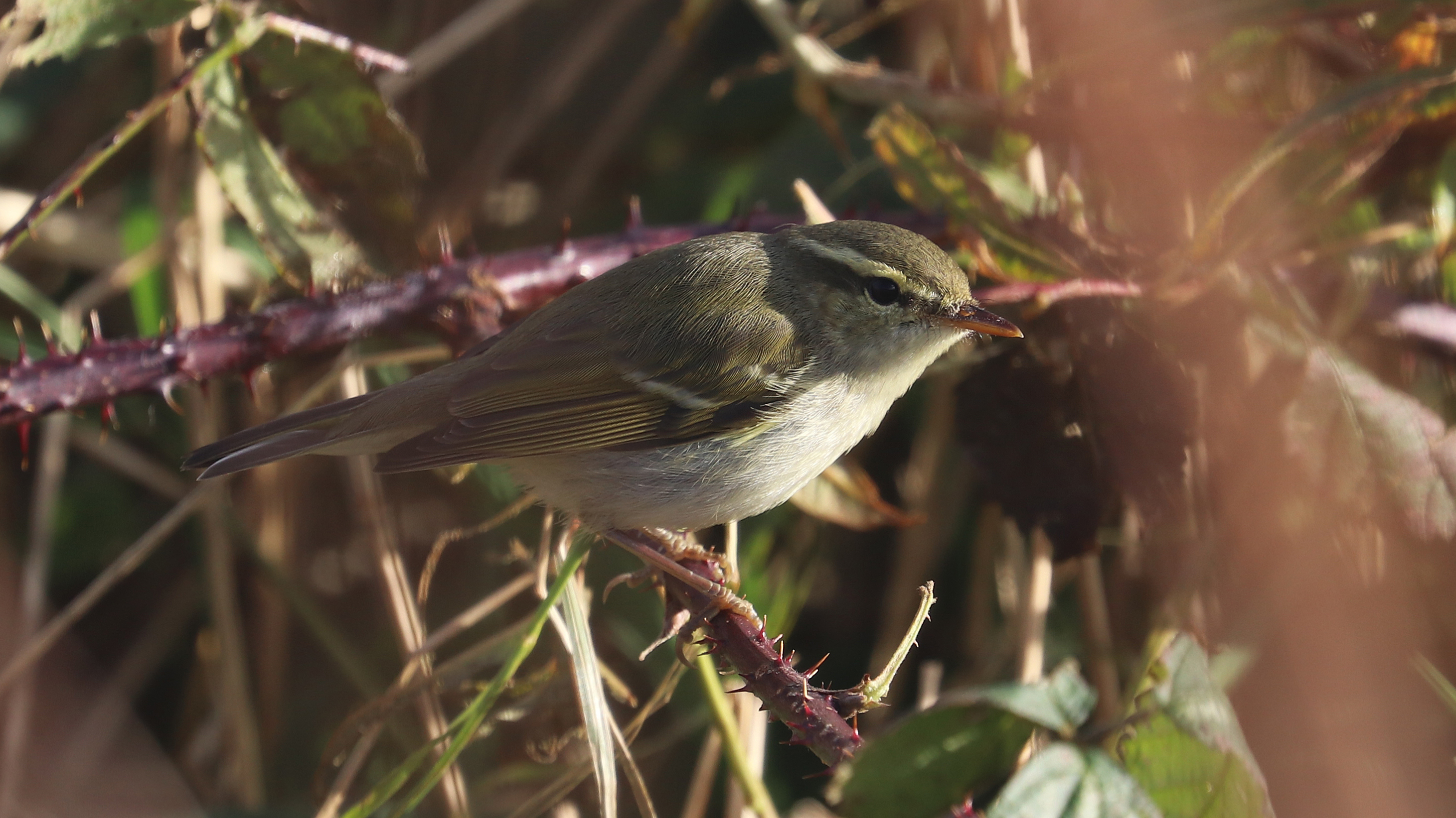 Two-barred Warbler by Rik Addison - BirdGuides