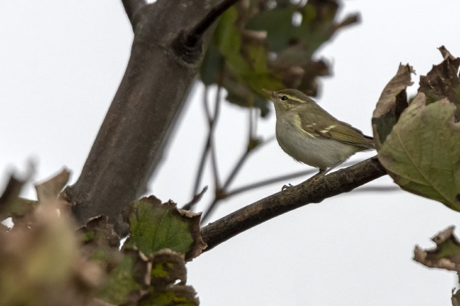 Details : Two-barred Warbler - BirdGuides