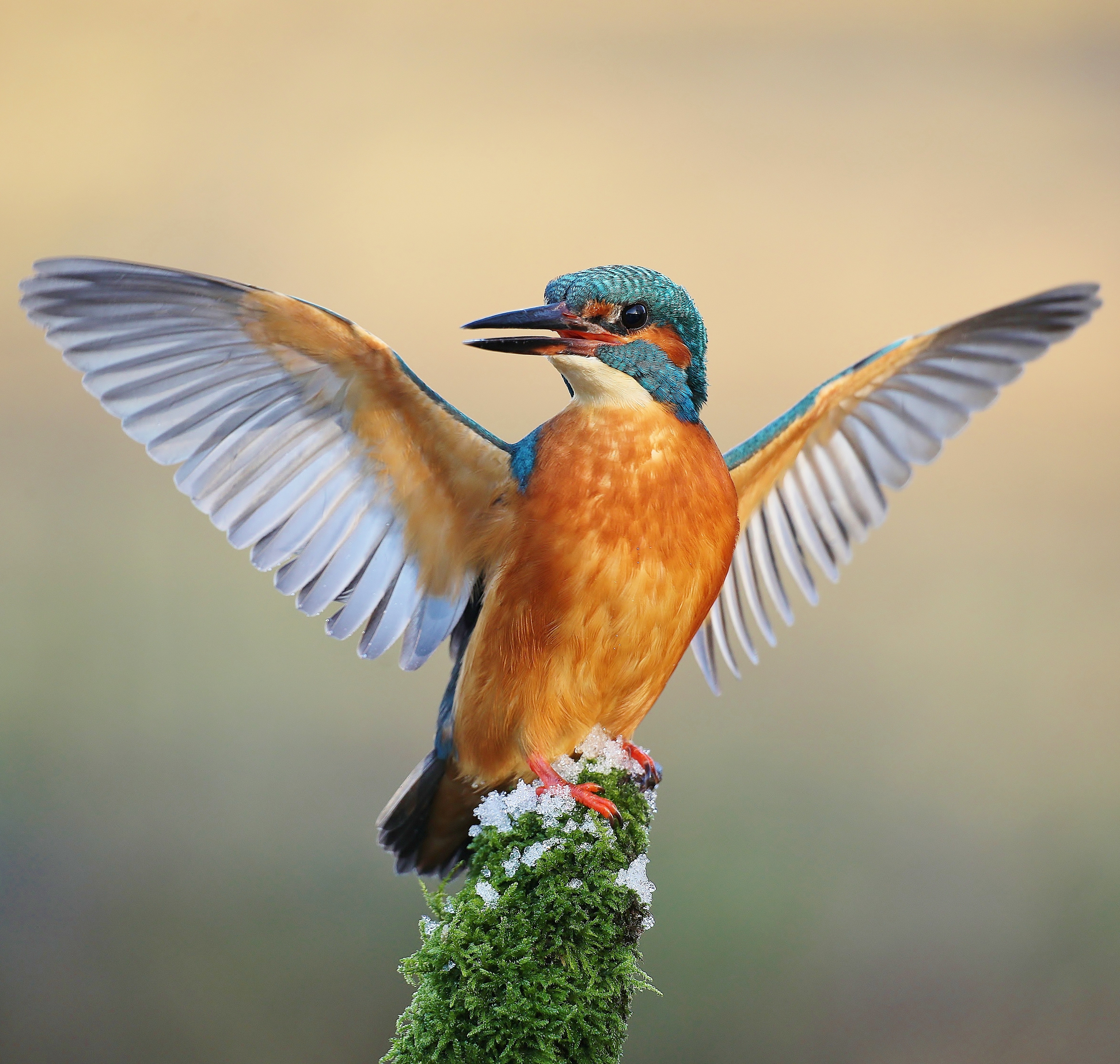 Common Kingfisher by Clive Daelman - BirdGuides