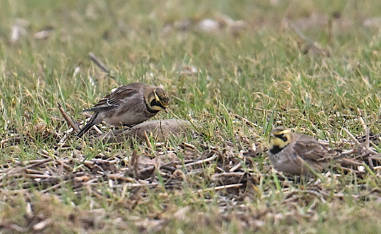 Shore Lark by Roger Hackney - BirdGuides