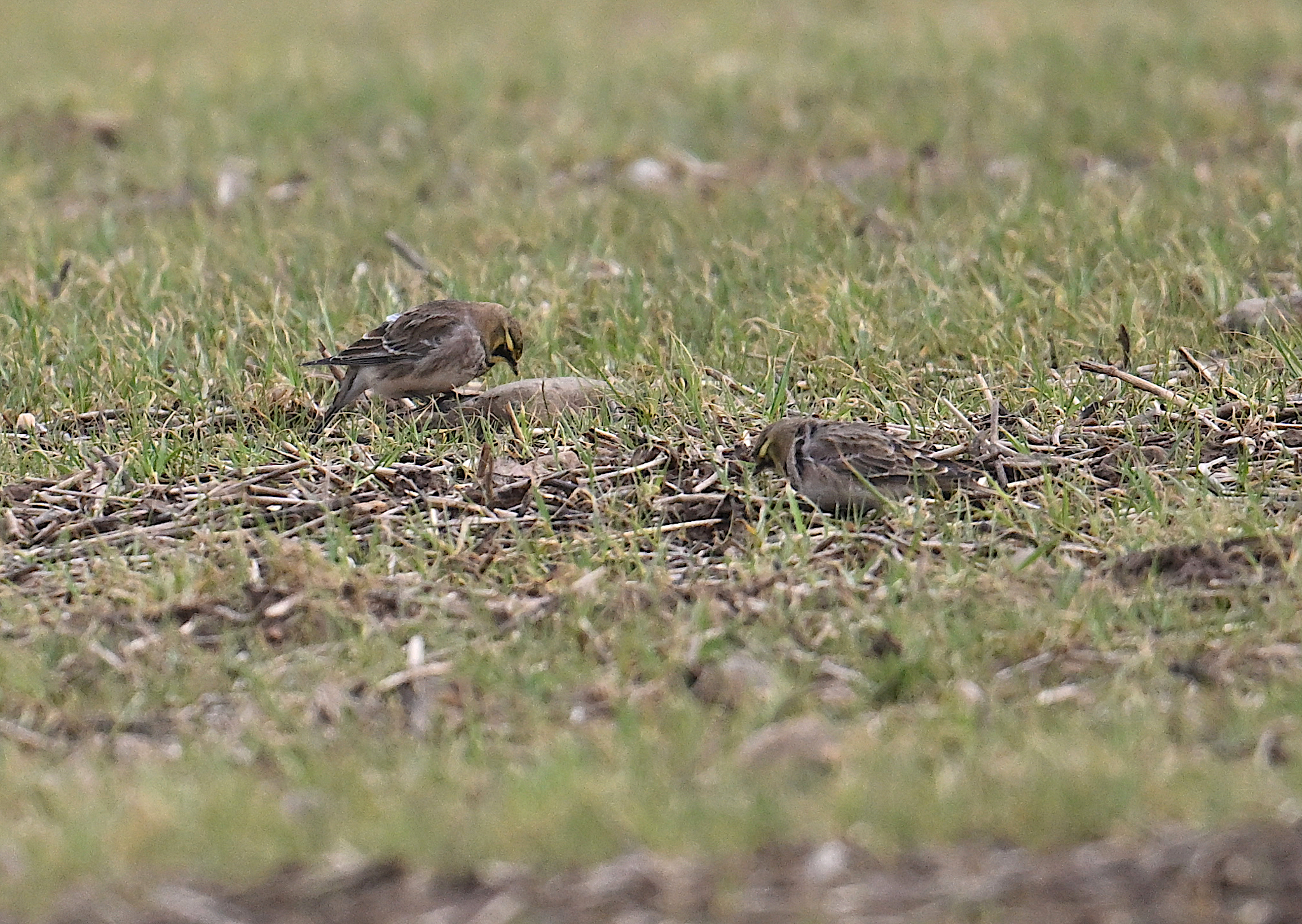 Shore Lark by Roger Hackney - BirdGuides