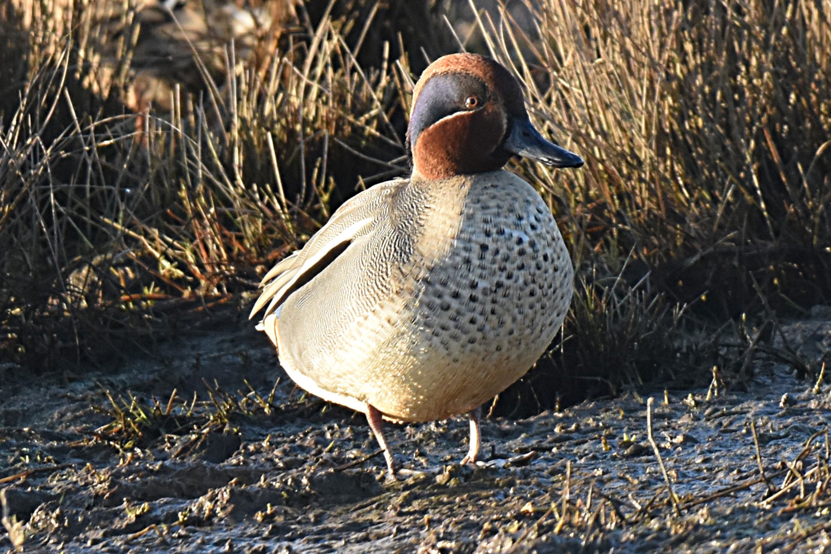 Eurasian Teal by Fausto Riccioni - BirdGuides