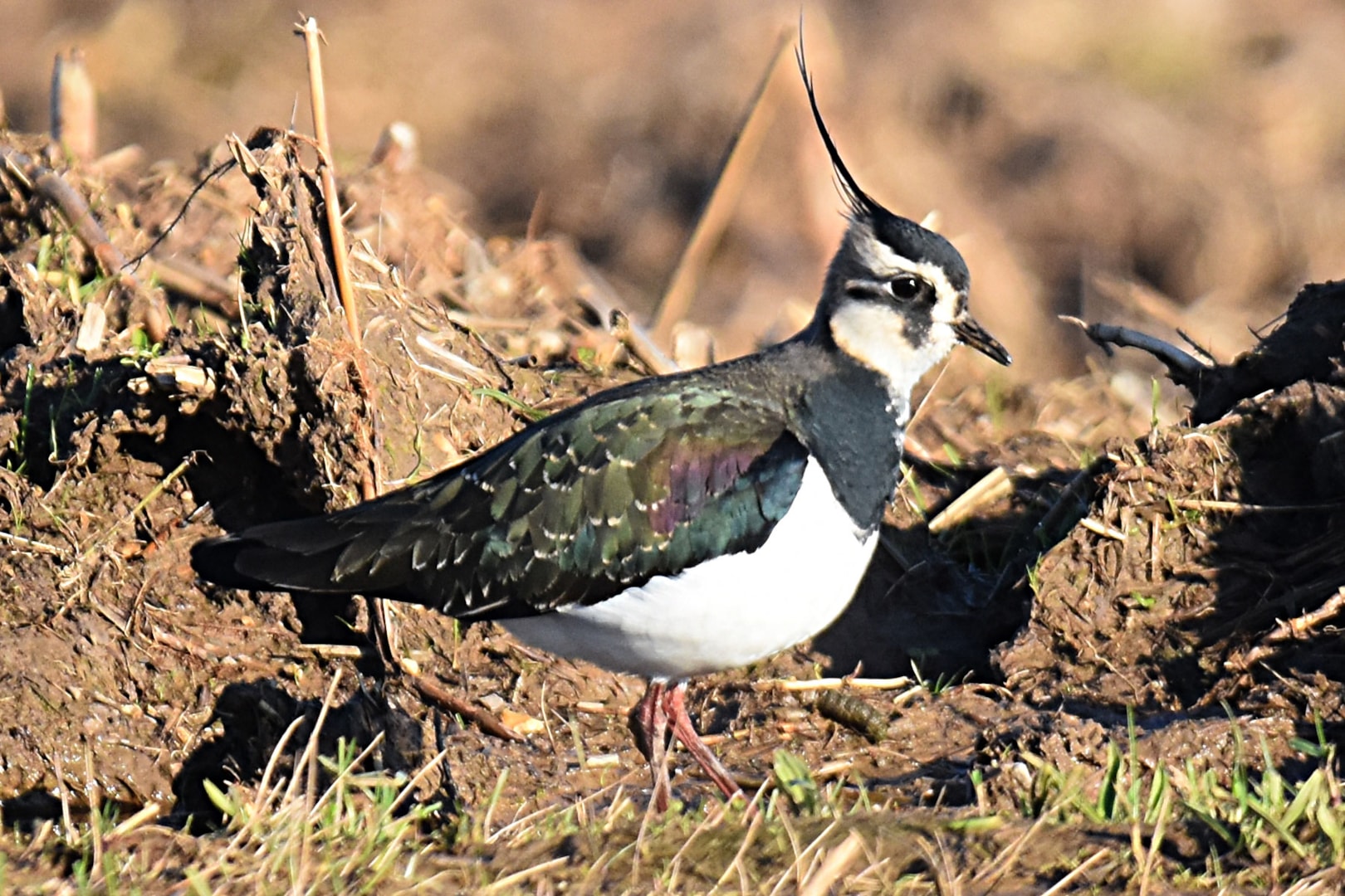 Northern Lapwing by Fausto Riccioni - BirdGuides