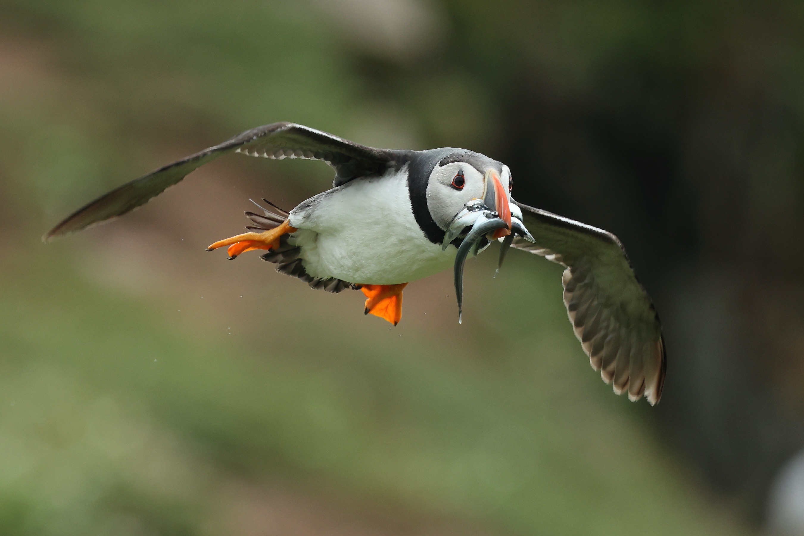 Puffin by Nick Dalton - BirdGuides