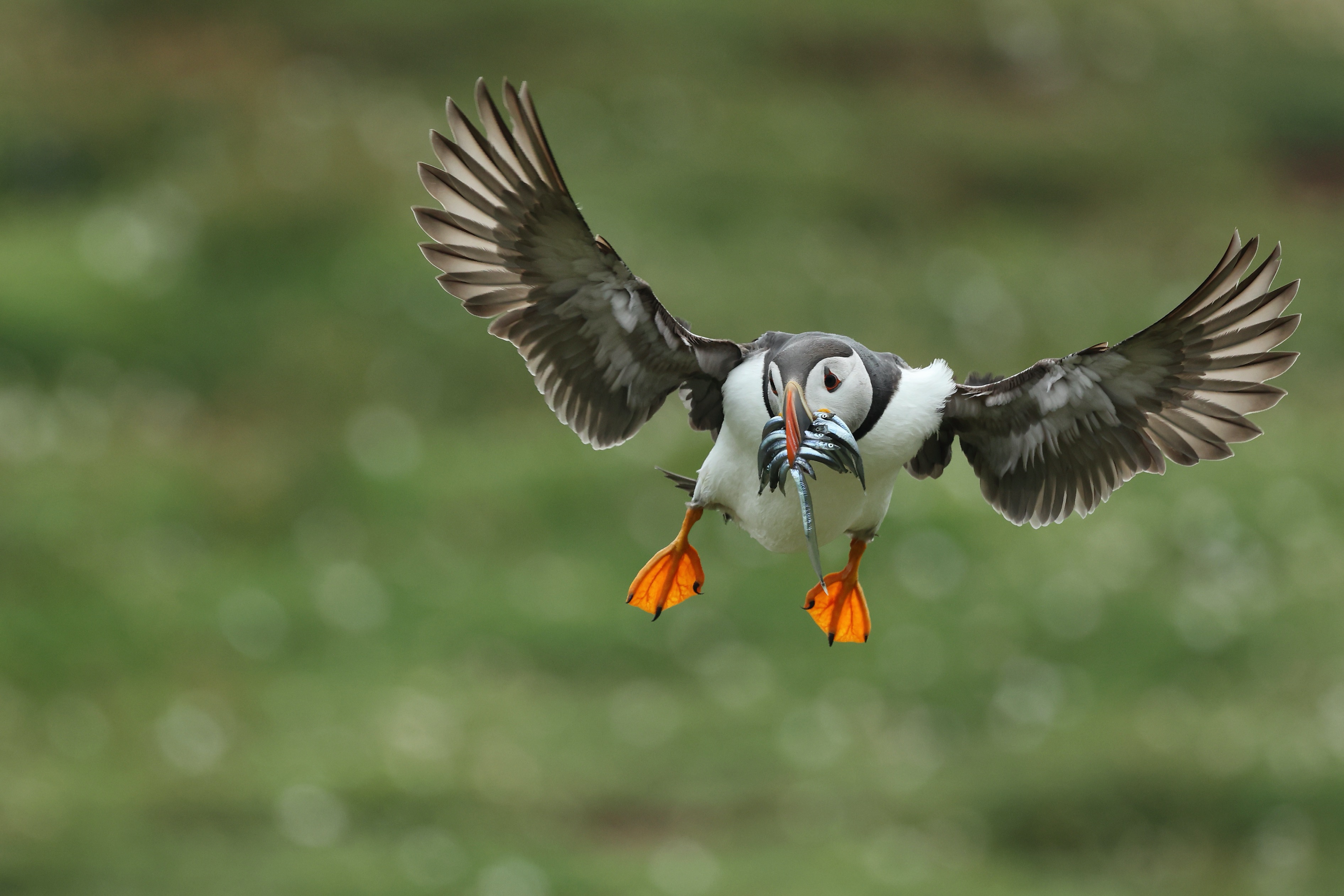 Puffin by Nick Dalton - BirdGuides