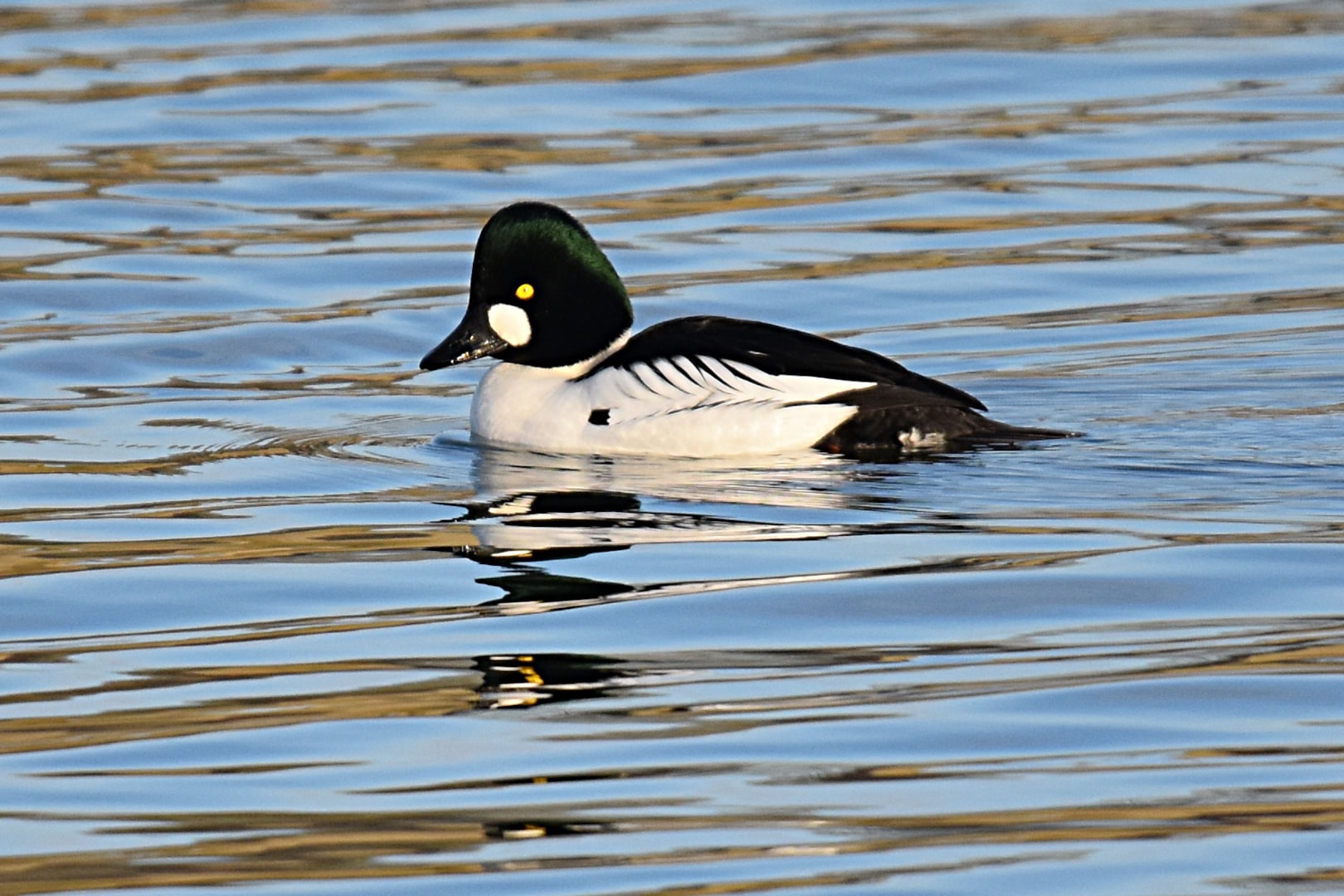 Common Goldeneye by Fausto Riccioni - BirdGuides