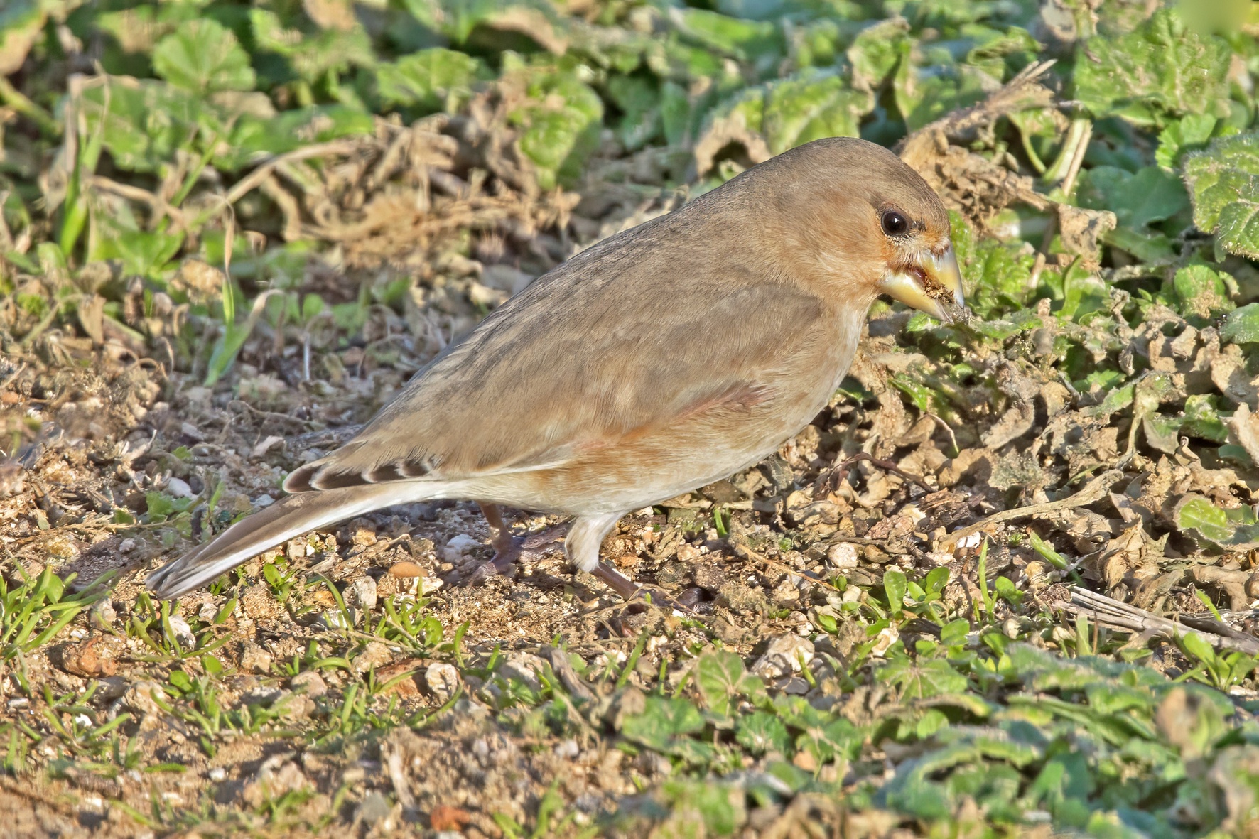 Desert Finch by John East - BirdGuides