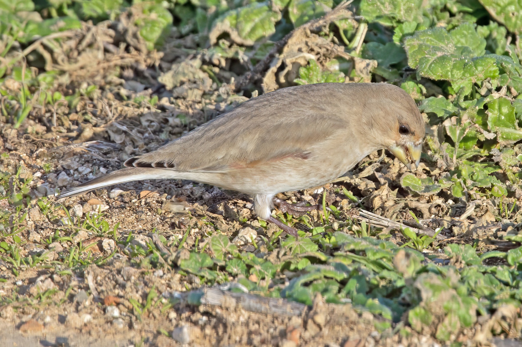 Desert Finch by John East - BirdGuides