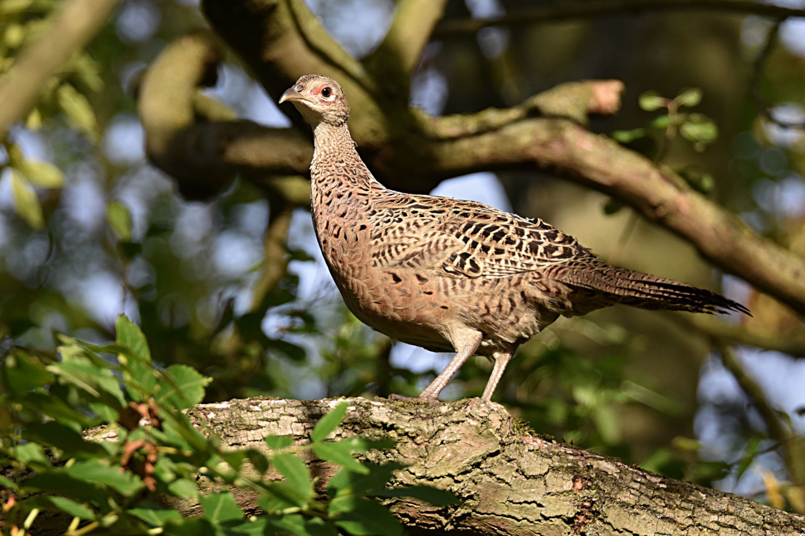 Common Pheasant by Fausto Riccioni - BirdGuides