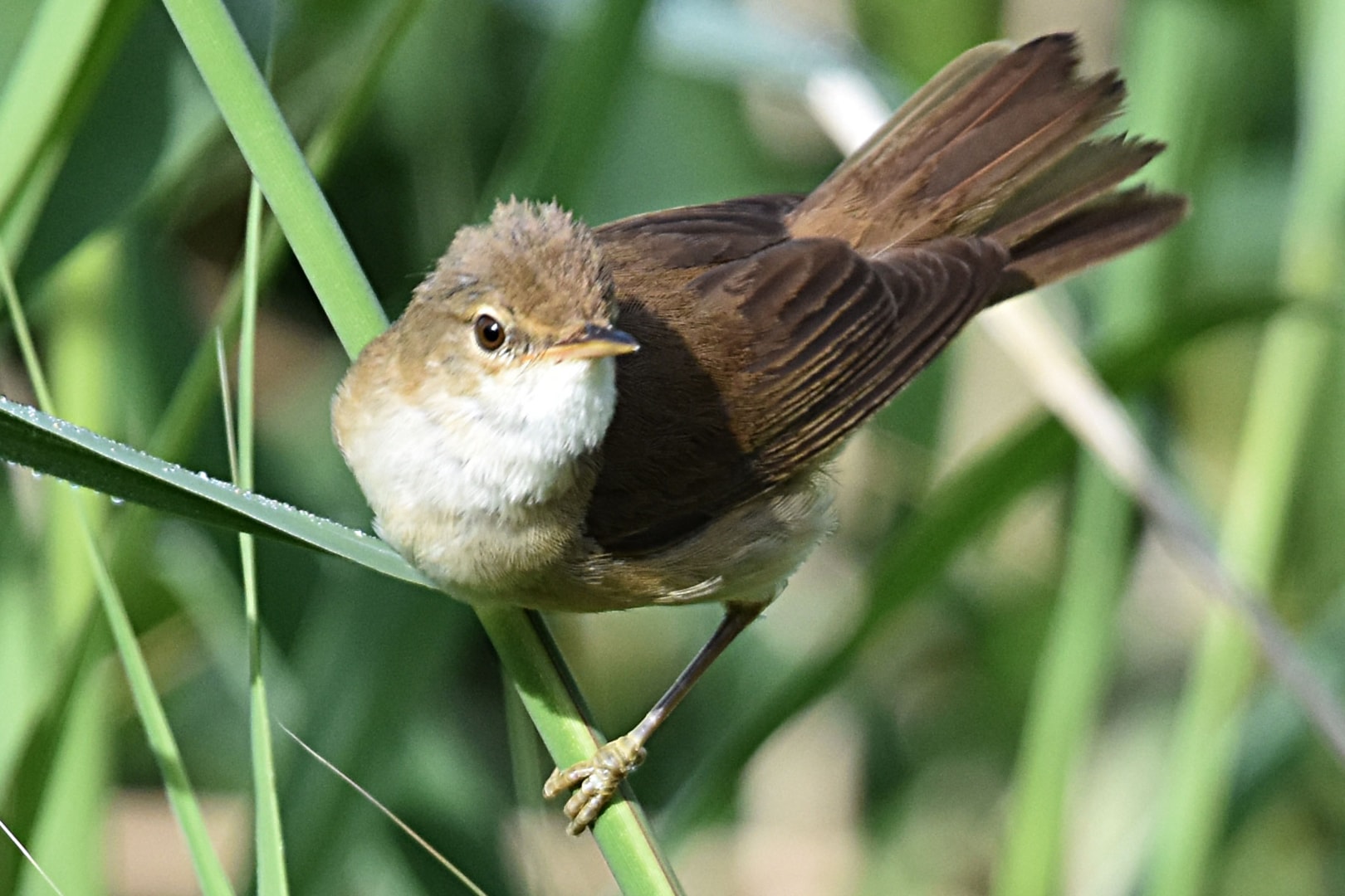 Reed Warbler by Fausto Riccioni - BirdGuides