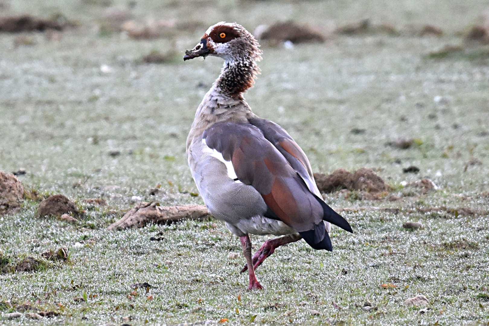 Egyptian Goose by Fausto Riccioni - BirdGuides