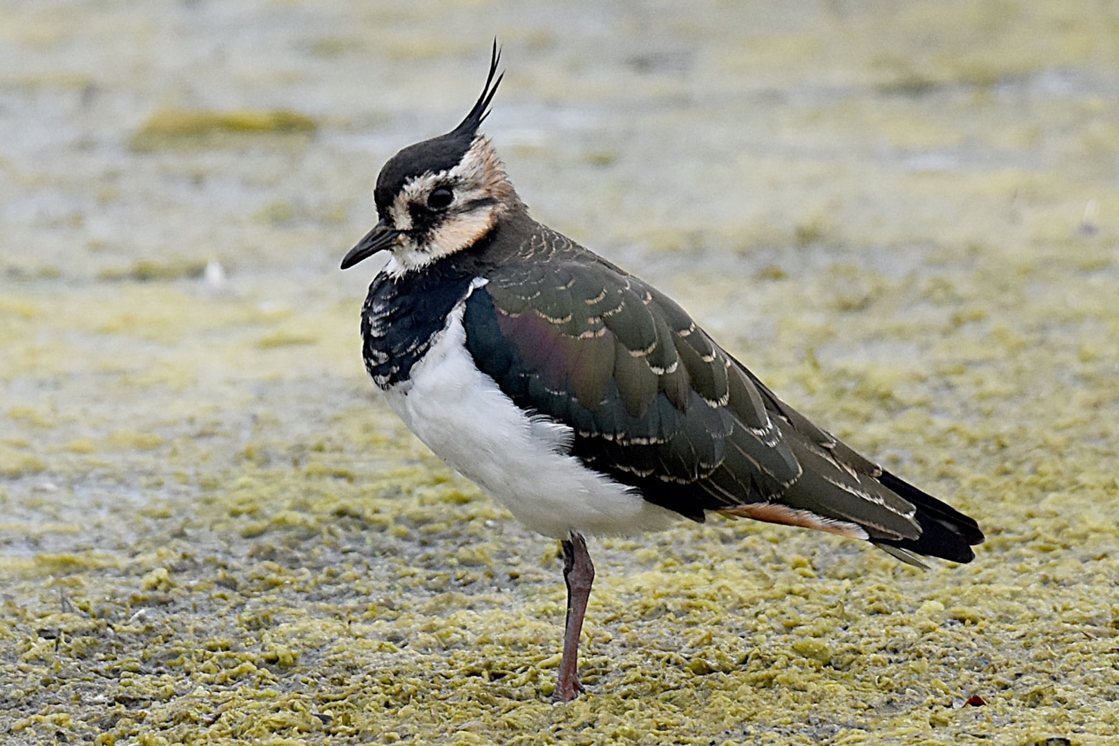 Northern Lapwing by Fausto Riccioni - BirdGuides