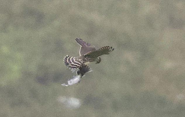 Details : Taiga Merlin - BirdGuides