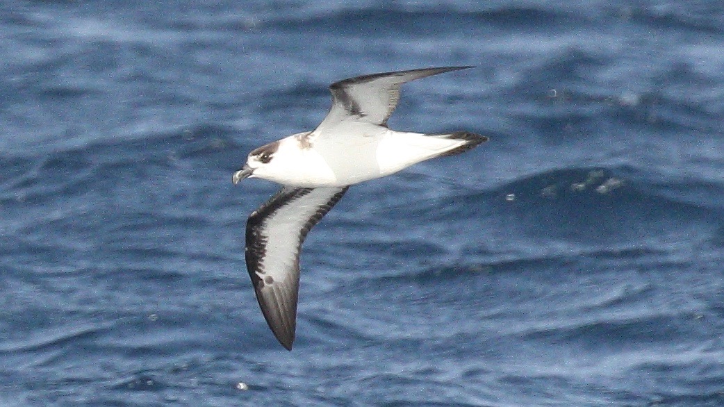 Details : Black-capped Petrel - BirdGuides