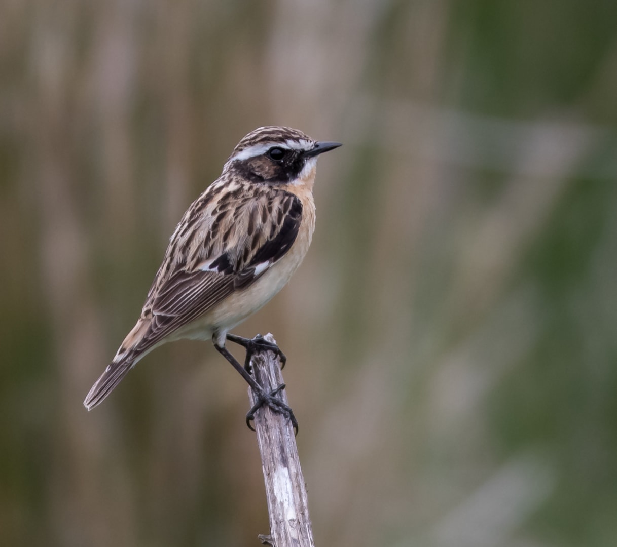 Whinchat by ian clarke - BirdGuides