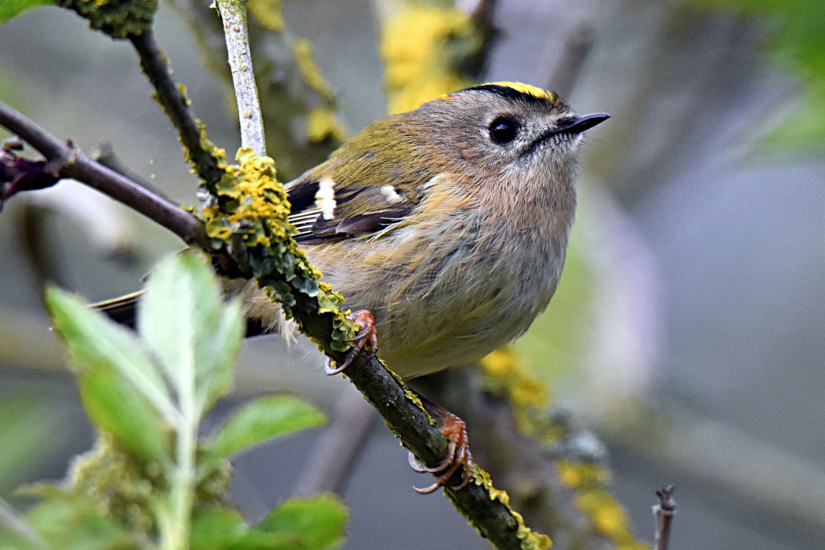 Goldcrest by Fausto Riccioni - BirdGuides