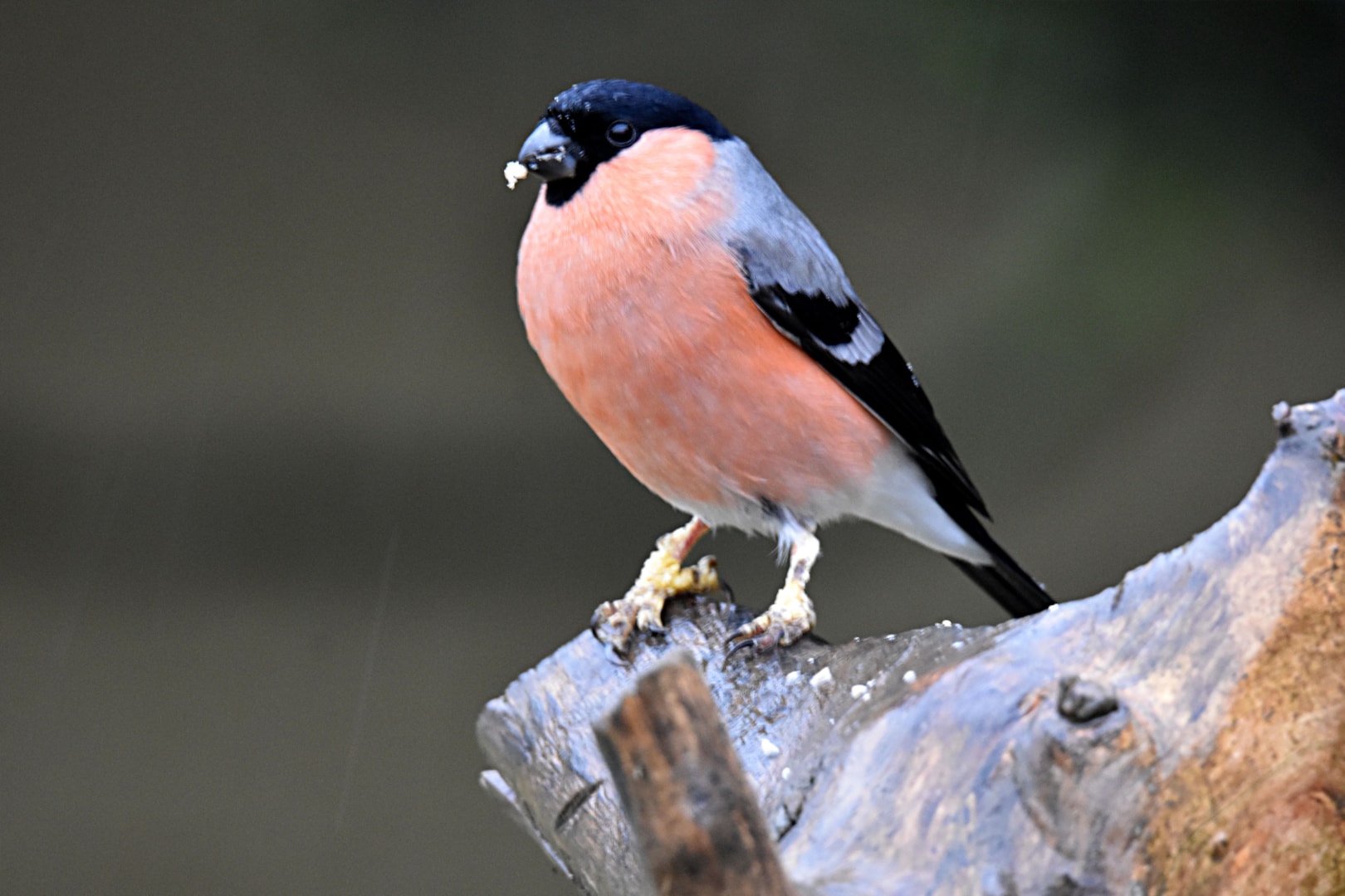 Northern Bullfinch by Fausto Riccioni - BirdGuides