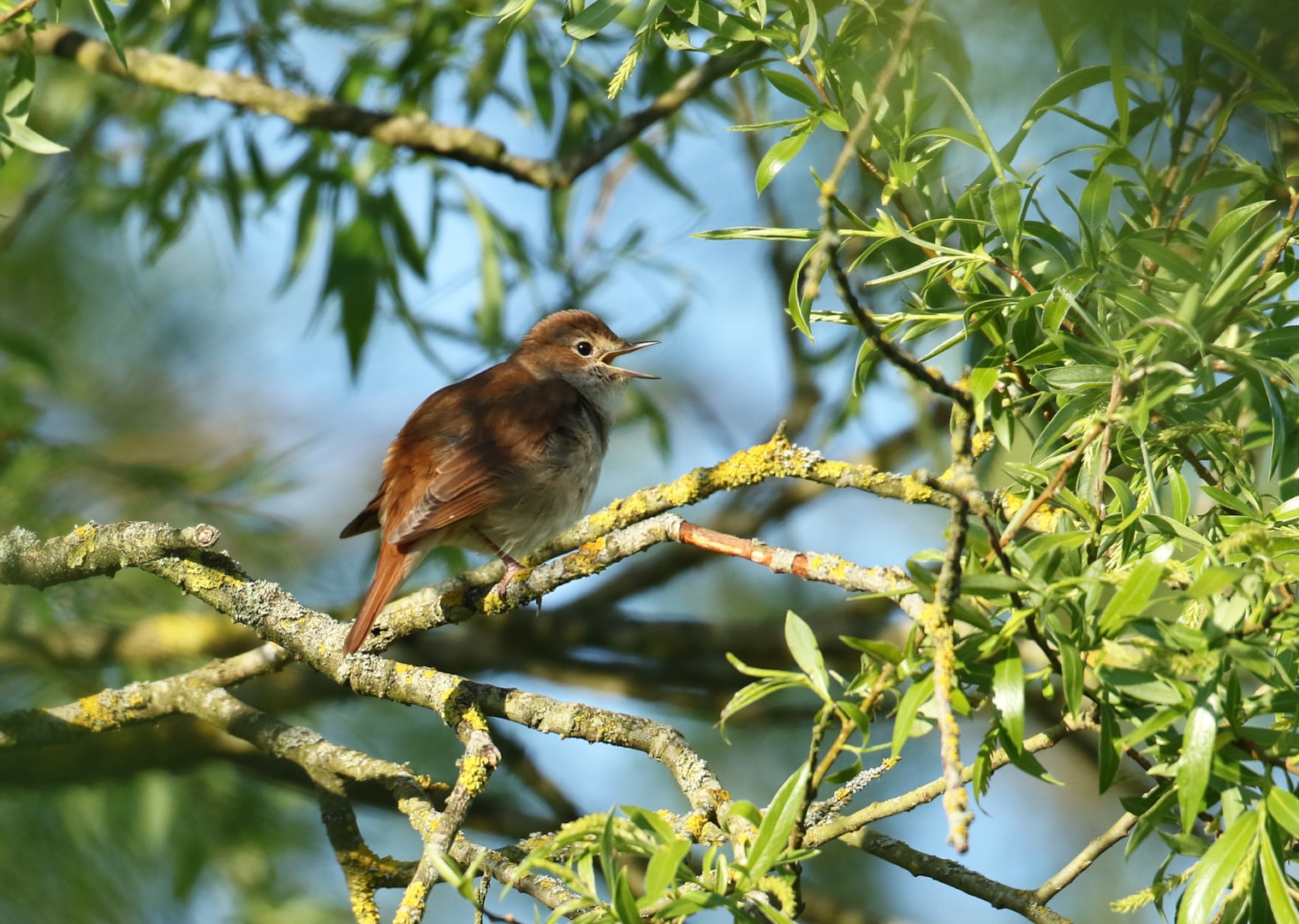 Common Nightingale by Jon Mercer - BirdGuides