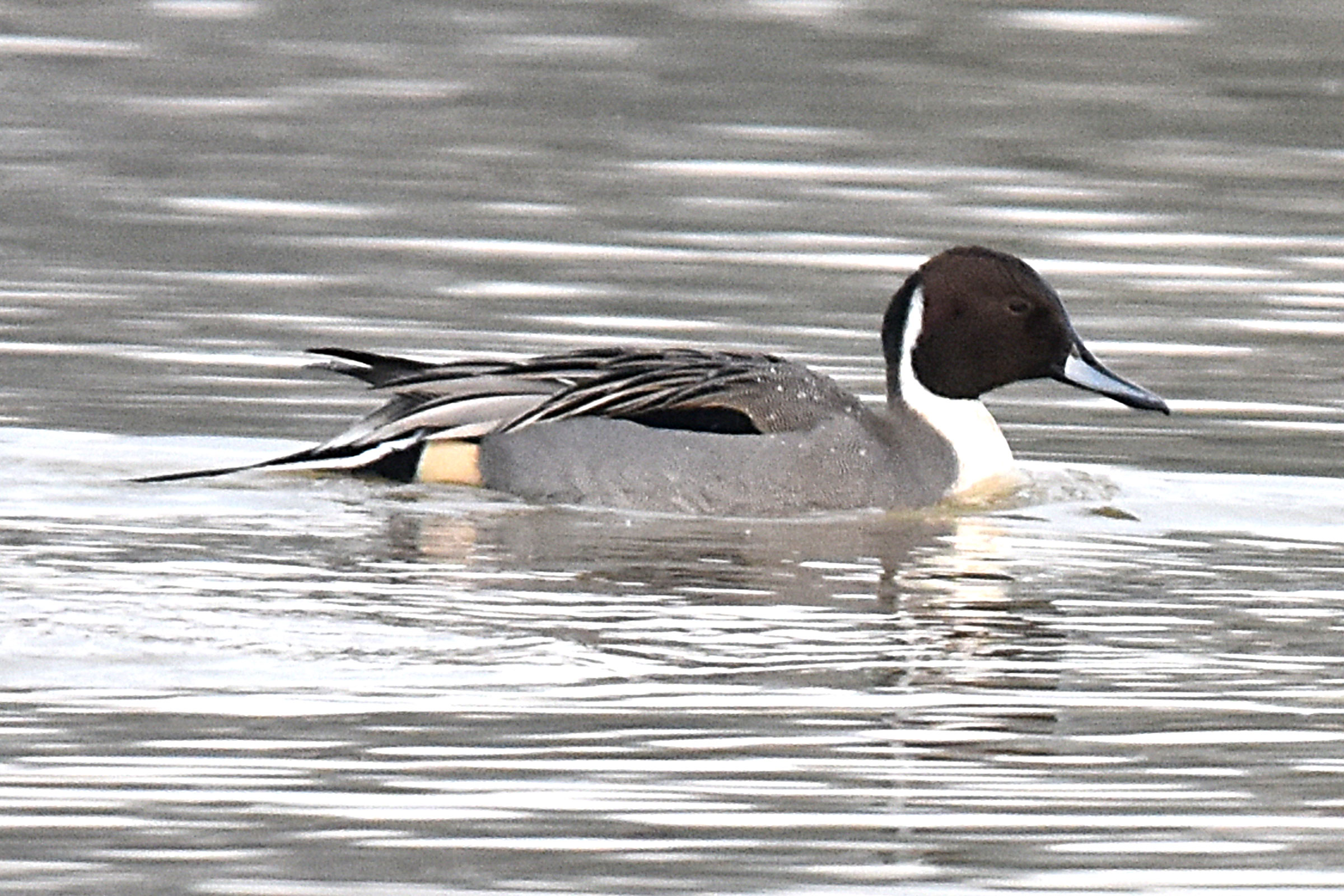 Northern Pintail by Fausto Riccioni - BirdGuides
