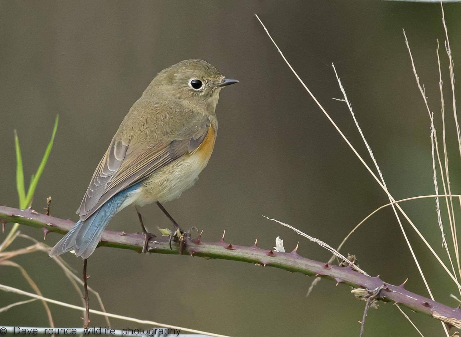 Red-flanked Bluetail by David Rounce - BirdGuides