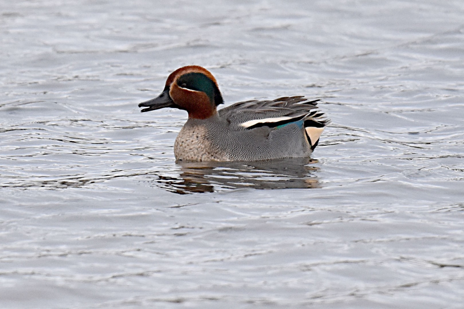 Eurasian Teal by Fausto Riccioni - BirdGuides