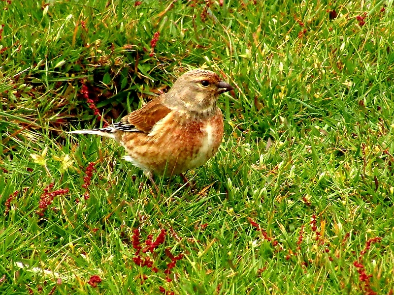 Common Linnet by Clinton Whale - BirdGuides