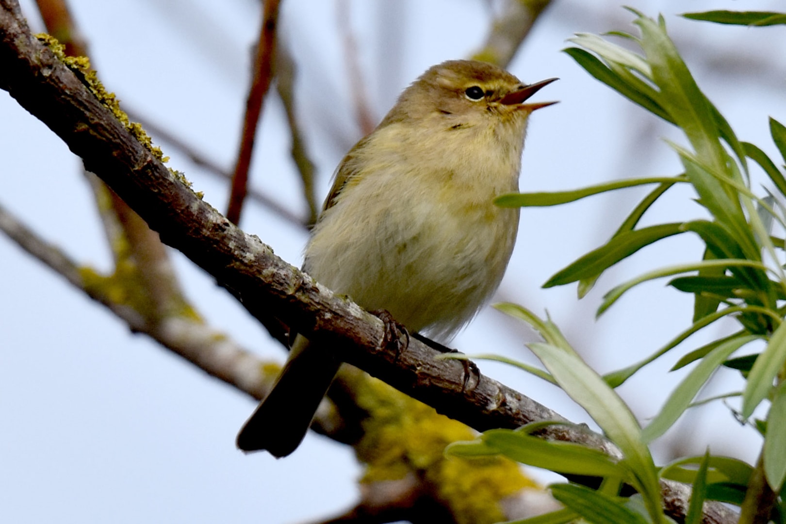 Common Chiffchaff by Fausto Riccioni - BirdGuides