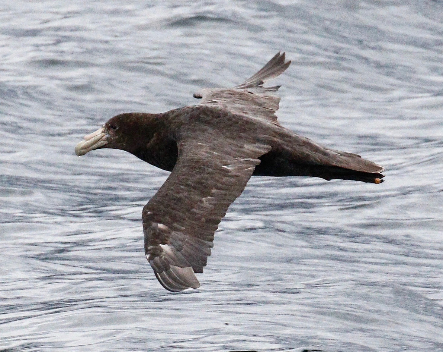 Southern Giant Petrel by Michael Hoare - BirdGuides