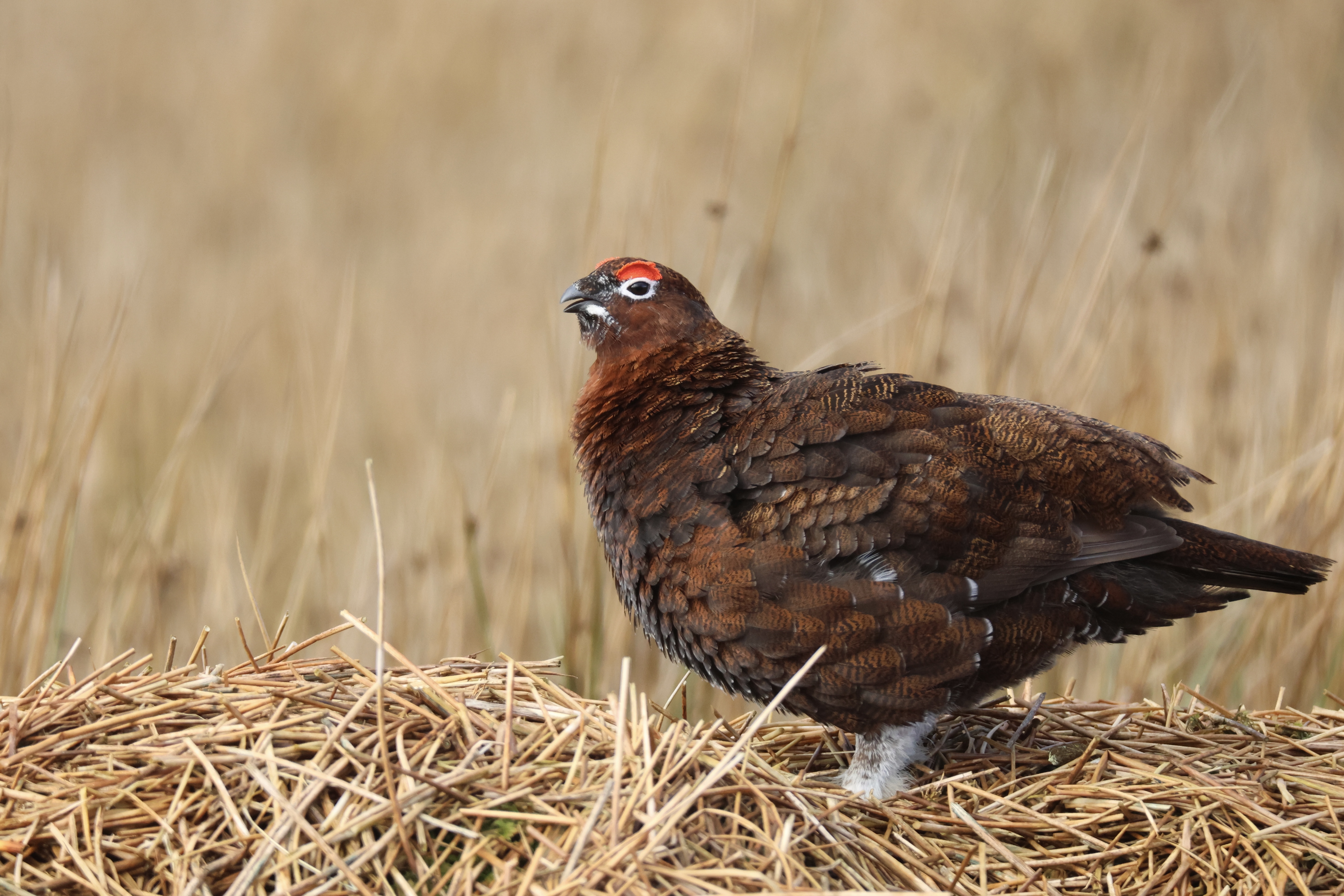 Red Grouse by Ted Hall - BirdGuides