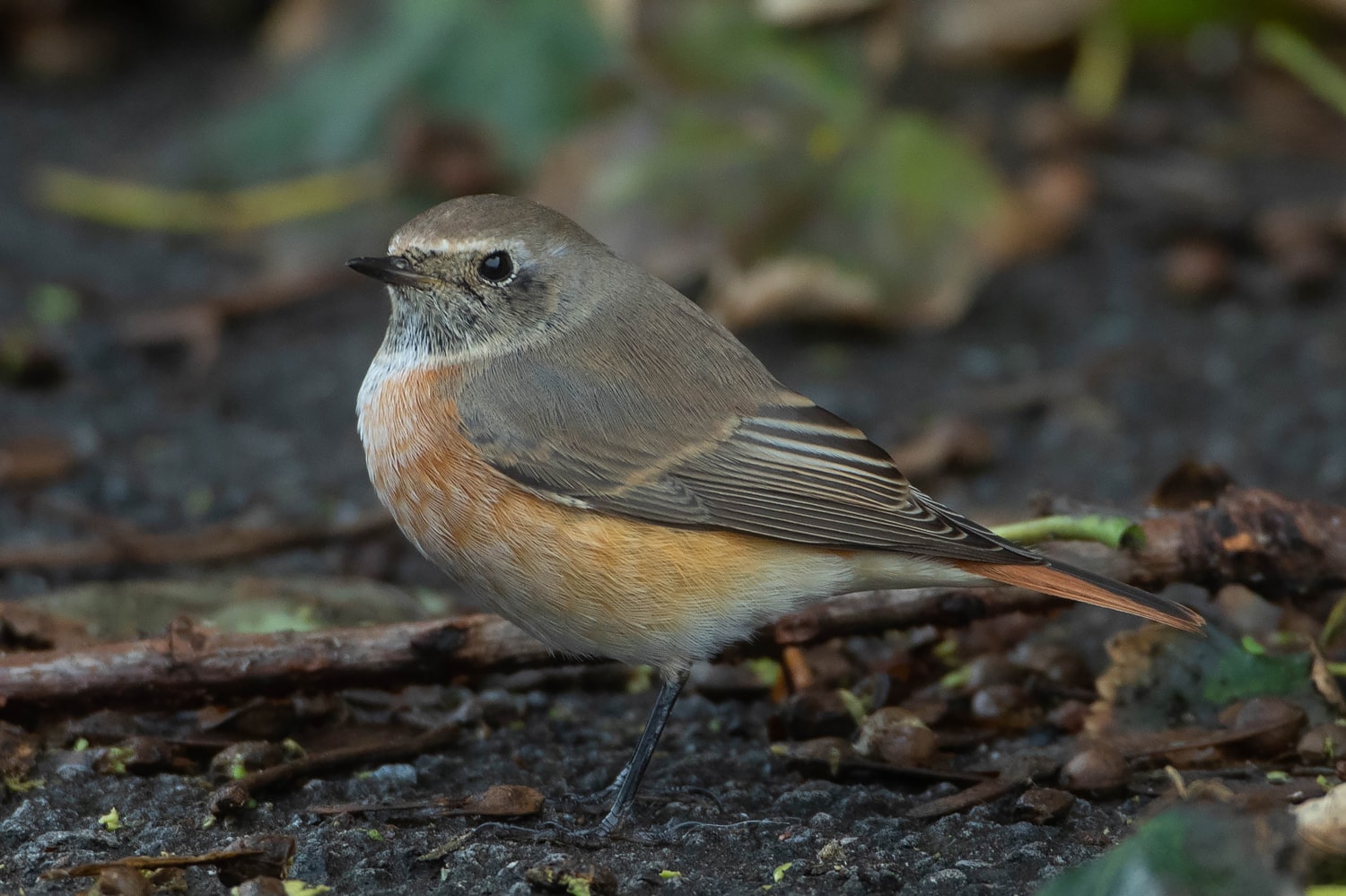 Common Redstart by Martyn Sidwell - BirdGuides