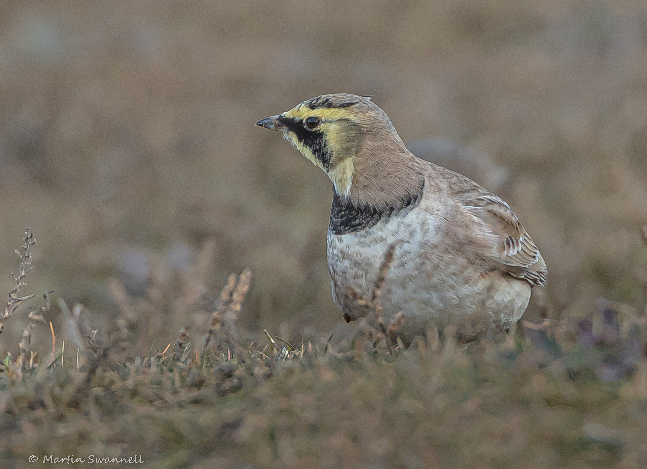 Shore Lark by Martin Swannell - BirdGuides